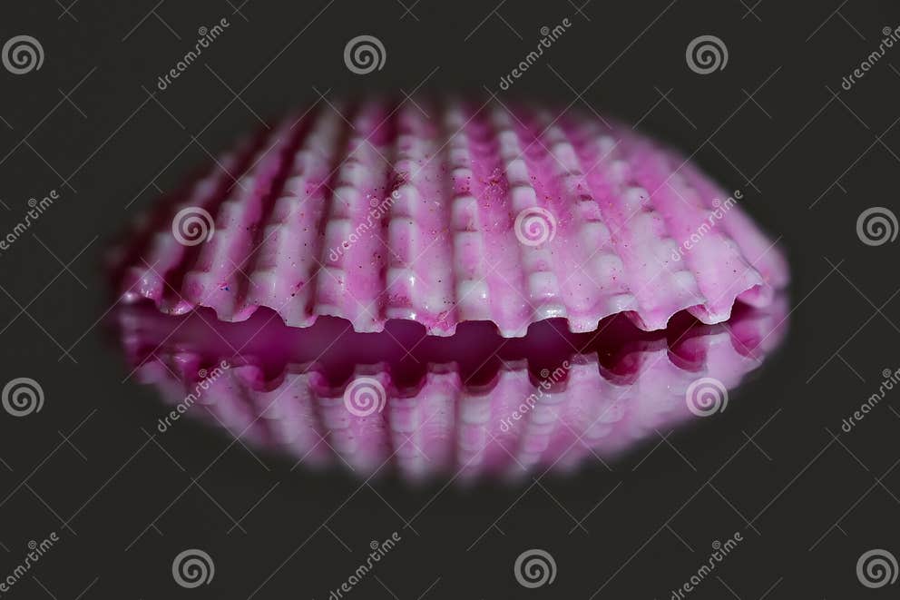 Close Up View of Tiny Pink Sea Shell with Reflection Stock Image ...