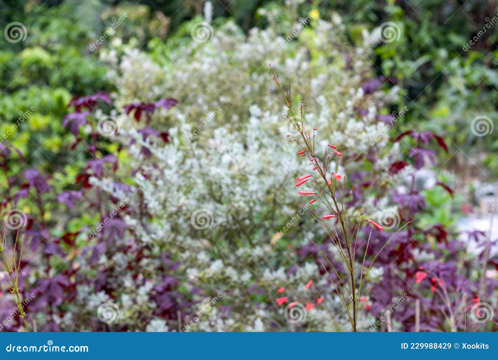 Close Up View of Tiny Red Flower Tree in the Botanical Garden with Soft ...