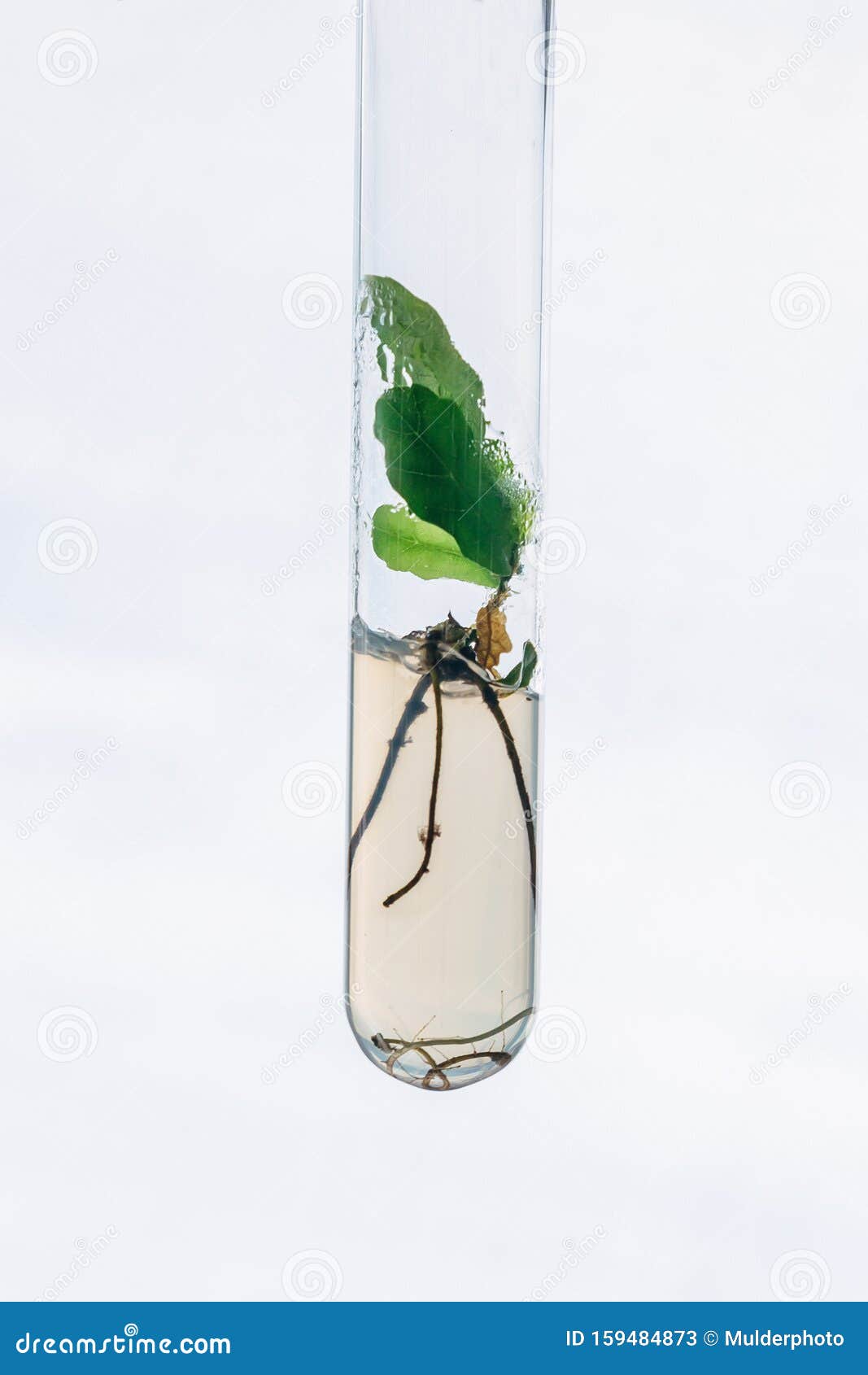 Close-up View To Cloned Micro Plants in Test Tubes with Nutrient Medium ...