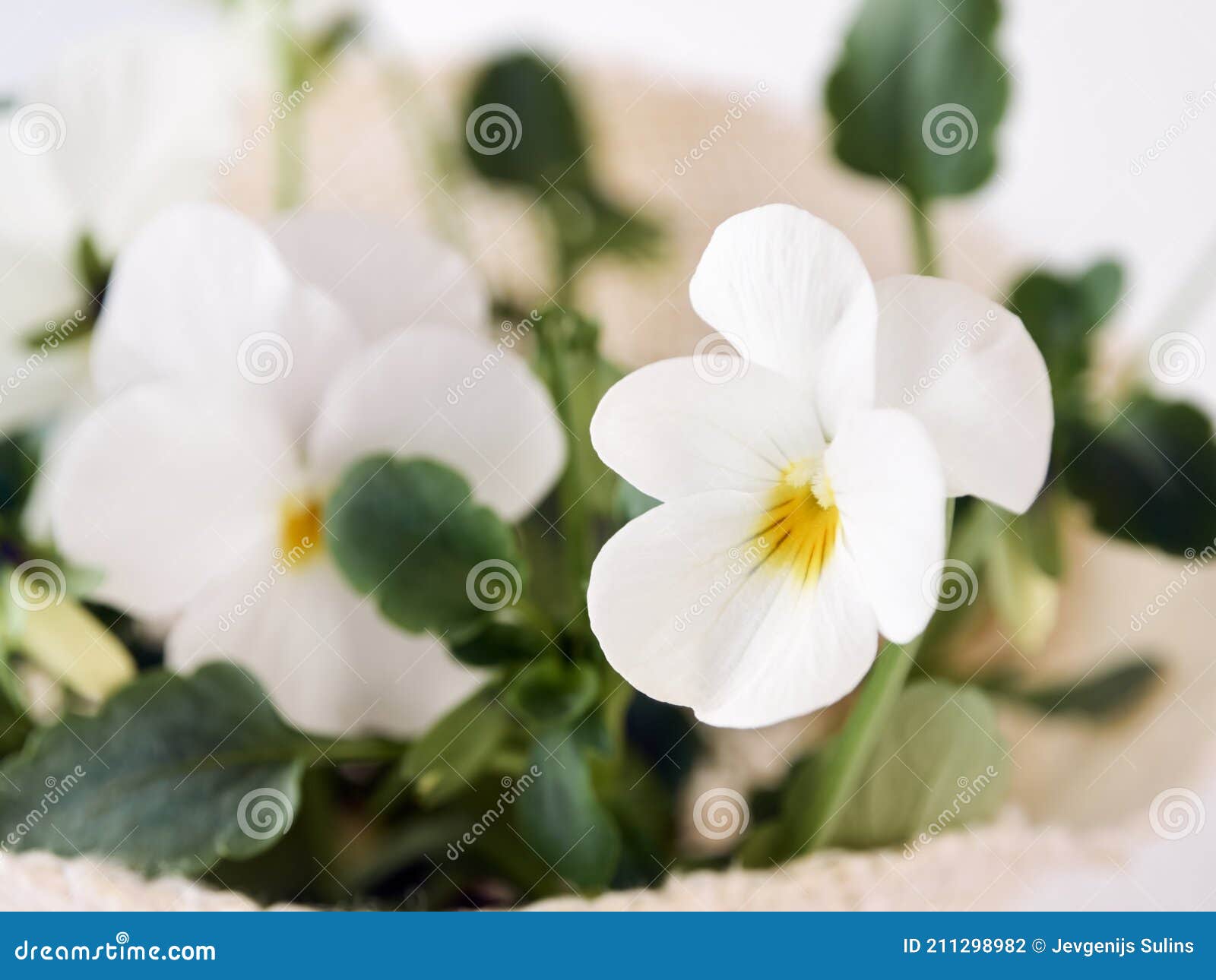 Close Up View To the Viola Cream Flower or White Violets. Stock Photo ...