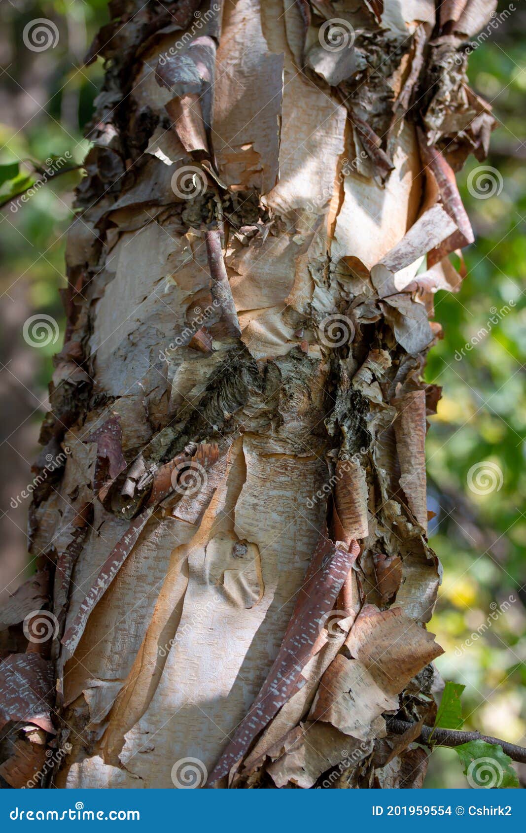 Close Up View of Torn Bark on a River Birch Tree Stock Photo - Image of ...