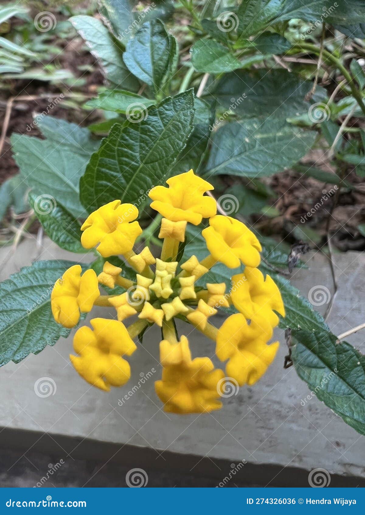 Flower - Trailing lantana stock photo. Image of botanical - 274326036