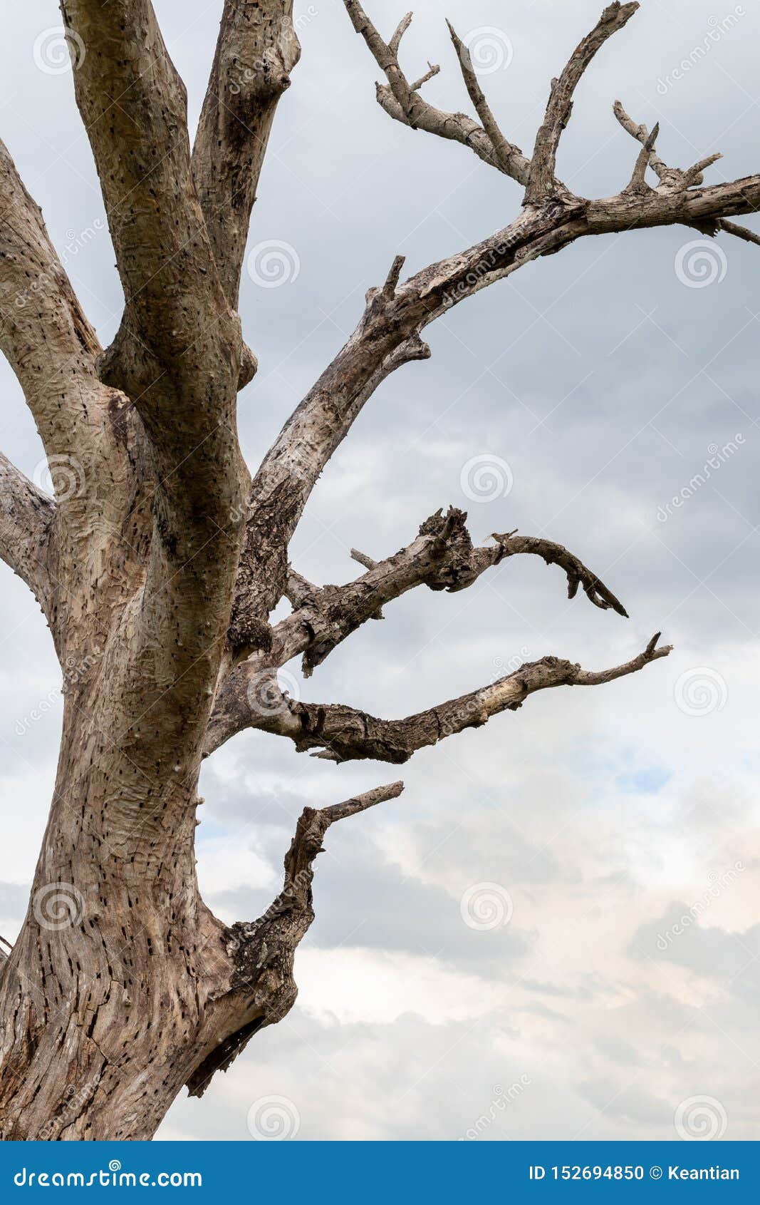 Close-up of Dry Dead Trees and Cloudy Stock Photo - Image of bough ...