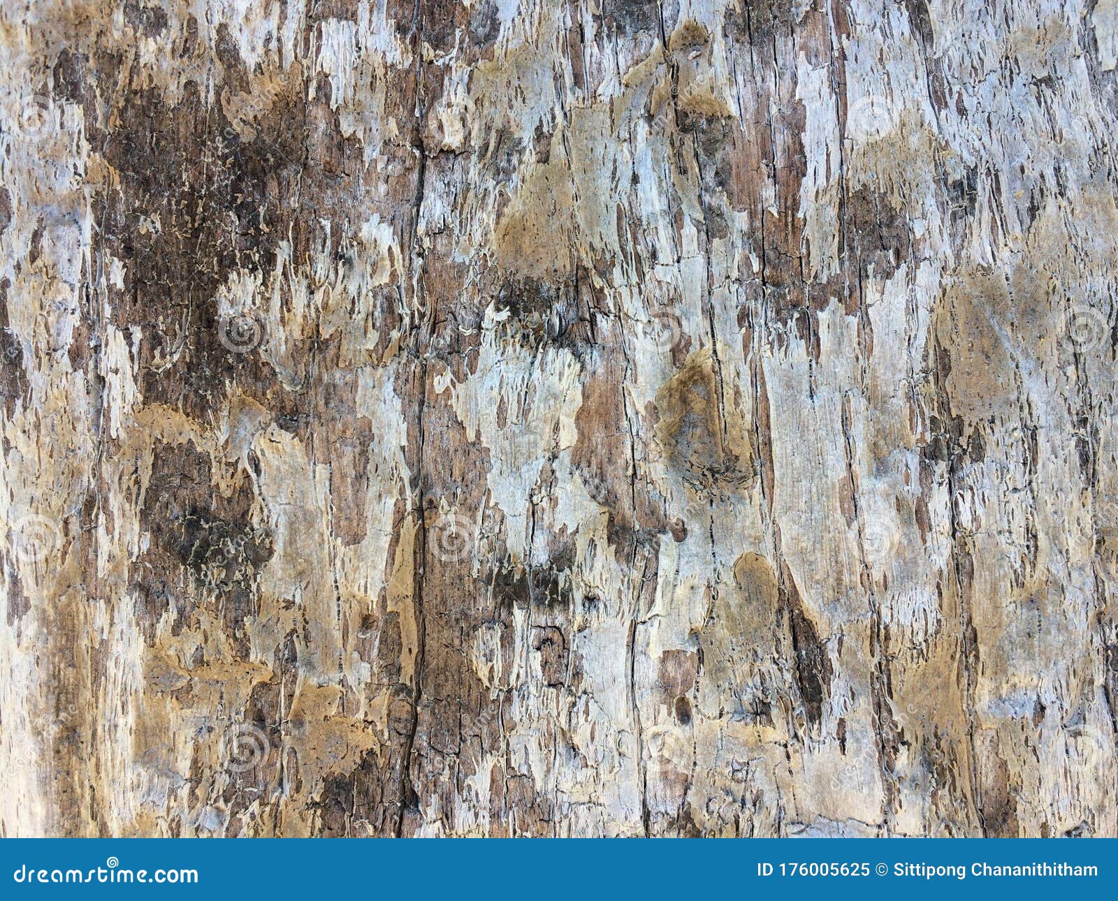 Close-up View of Tree Bark Texture Stock Image - Image of wood, tree ...
