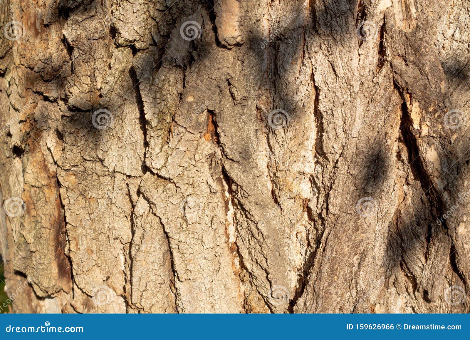 Close Up View of Tree Bark Texture. Nature Wood Background Editorial ...