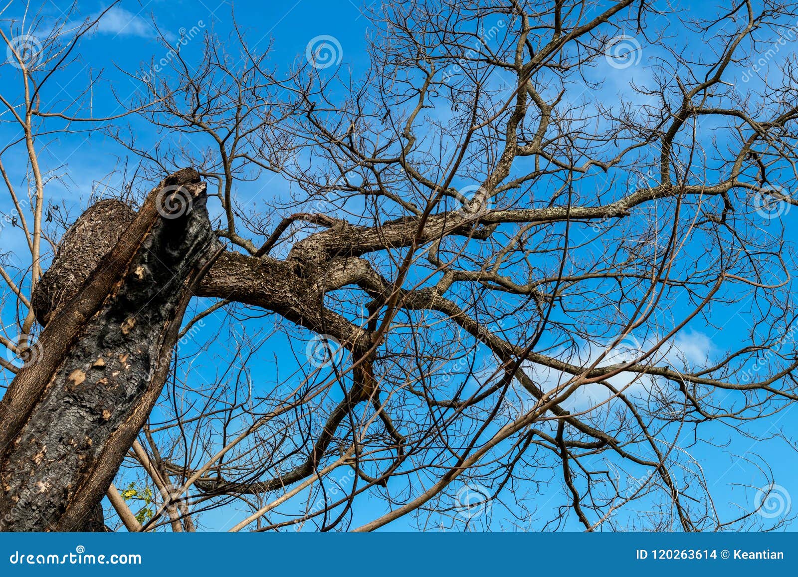 Stumps Burned with Dry Branches and Skies. Stock Photo - Image of ...