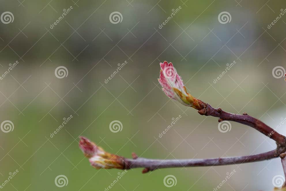 Close-up View of a Tree Branch with Fresh Sprouts Stock Image - Image ...