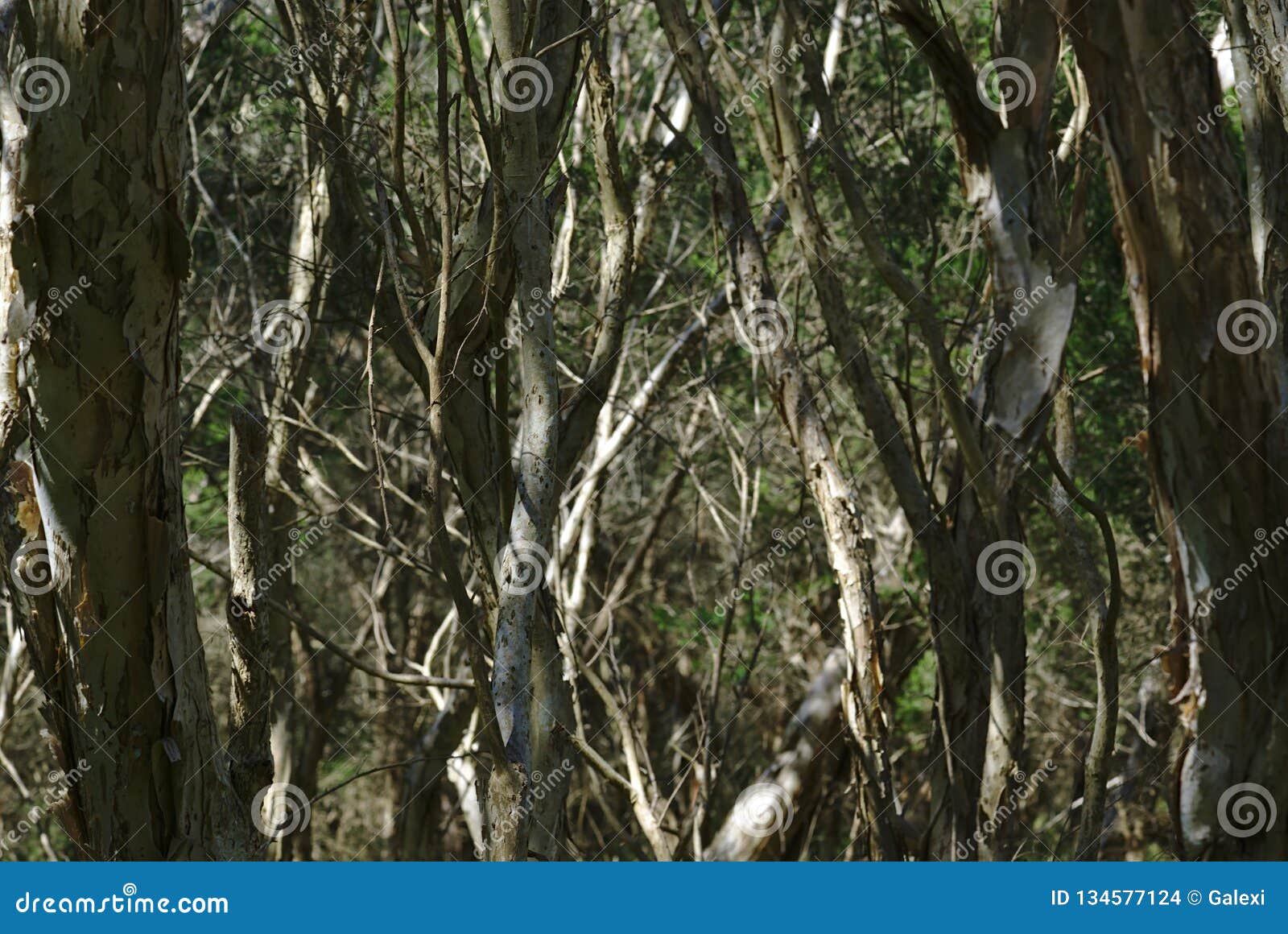 Close Up View of Tree Branches Stock Photo - Image of majestic ...