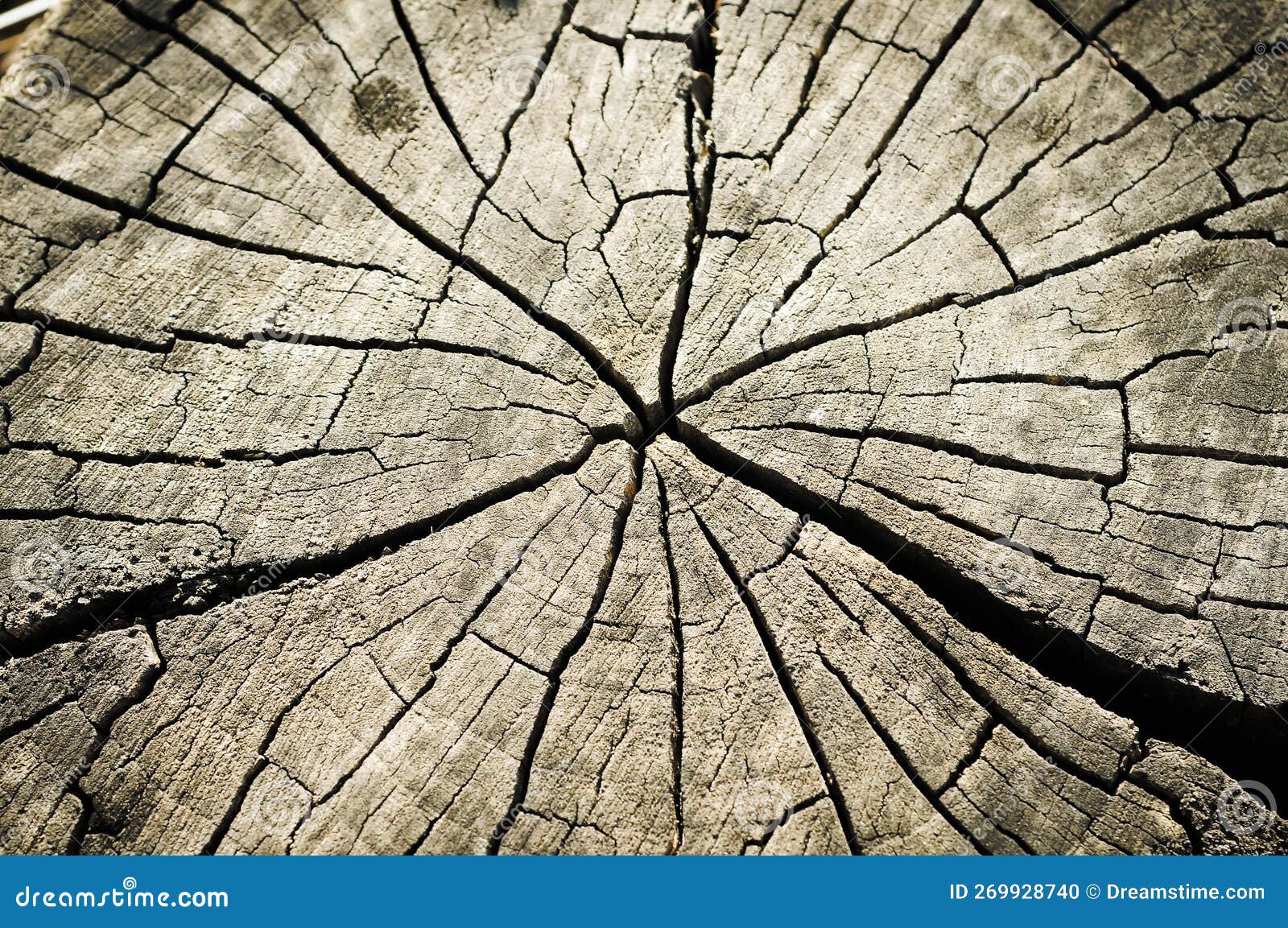Tree Circles Close Up View. Stock Photo - Image of closeup, wooden ...