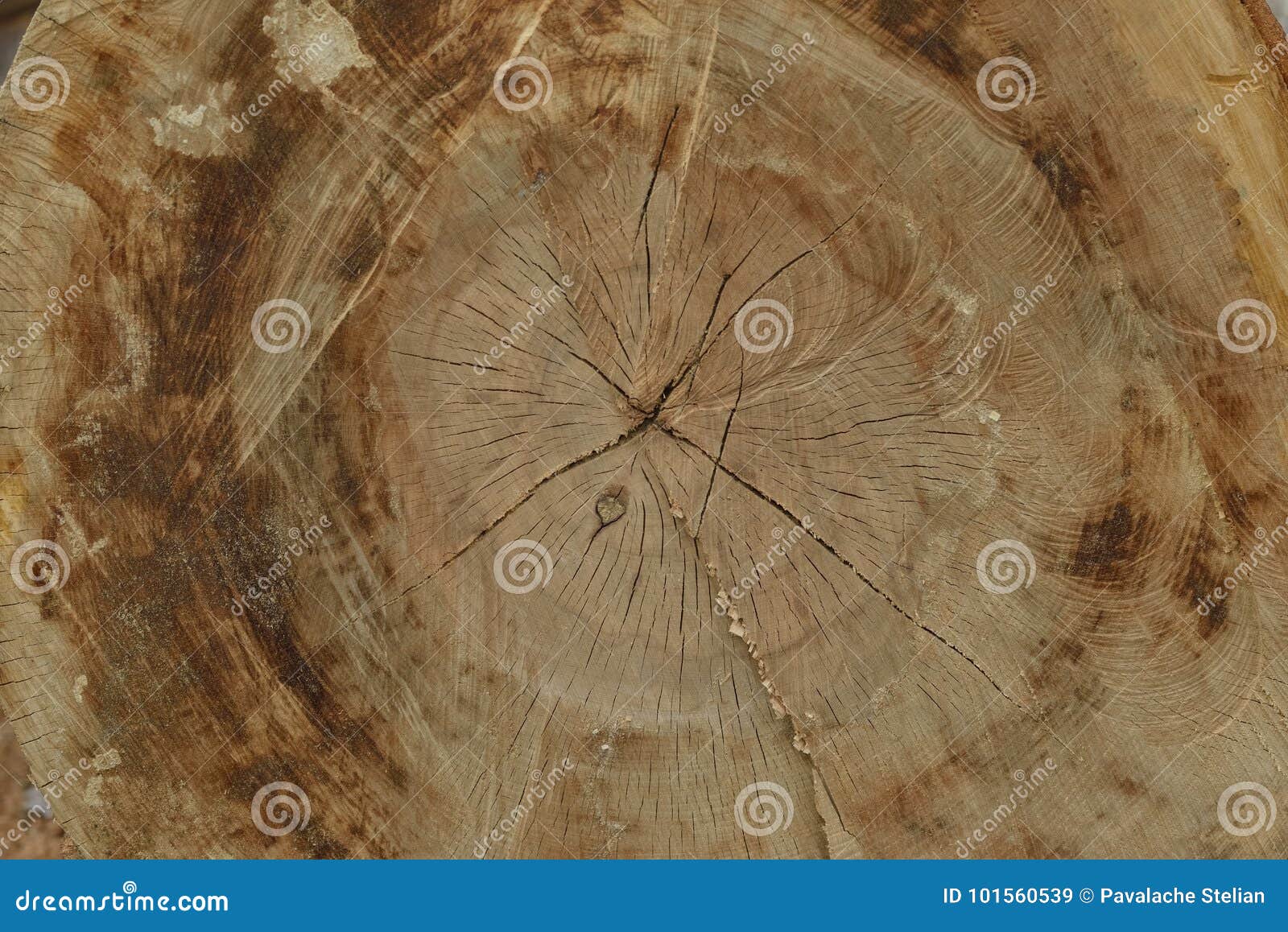 Cross Section of Tree stock image. Image of close, grainy - 101560539