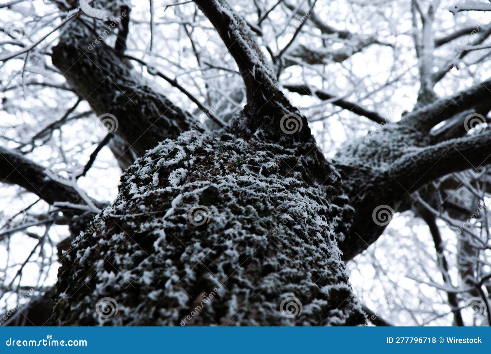 Close-up View of a Tree, Featuring the Trunk and Multiple Branches ...