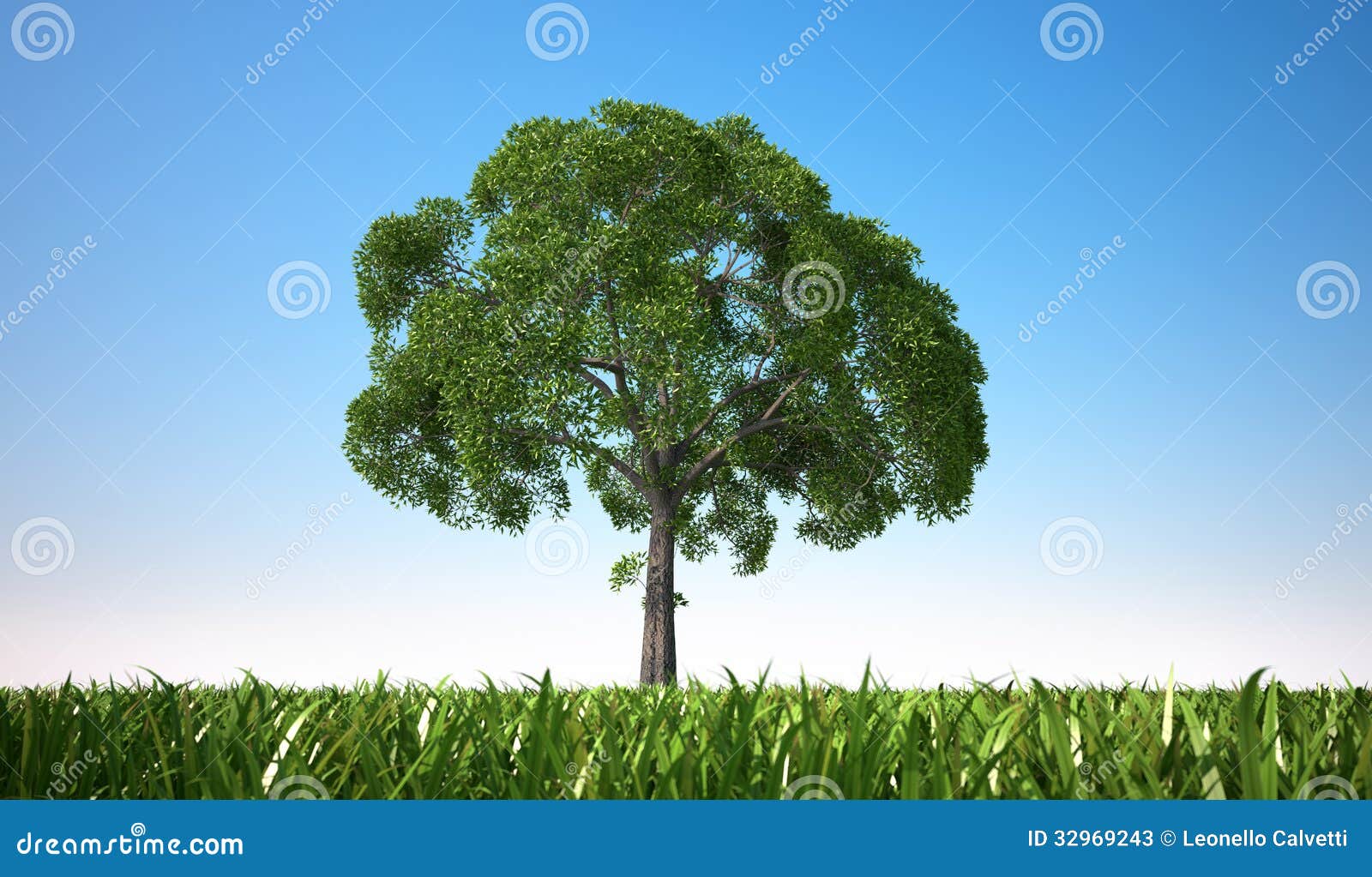 Close Up View of an Tree in a Grass Field. Stock Image - Image of ...