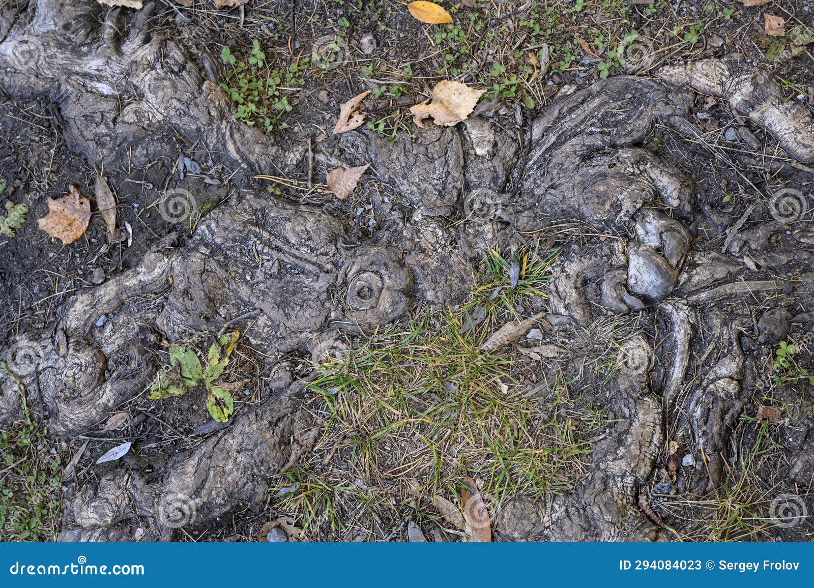 A Close-up View of the Tree Root and Fallen Leaves Around it in Autumn ...