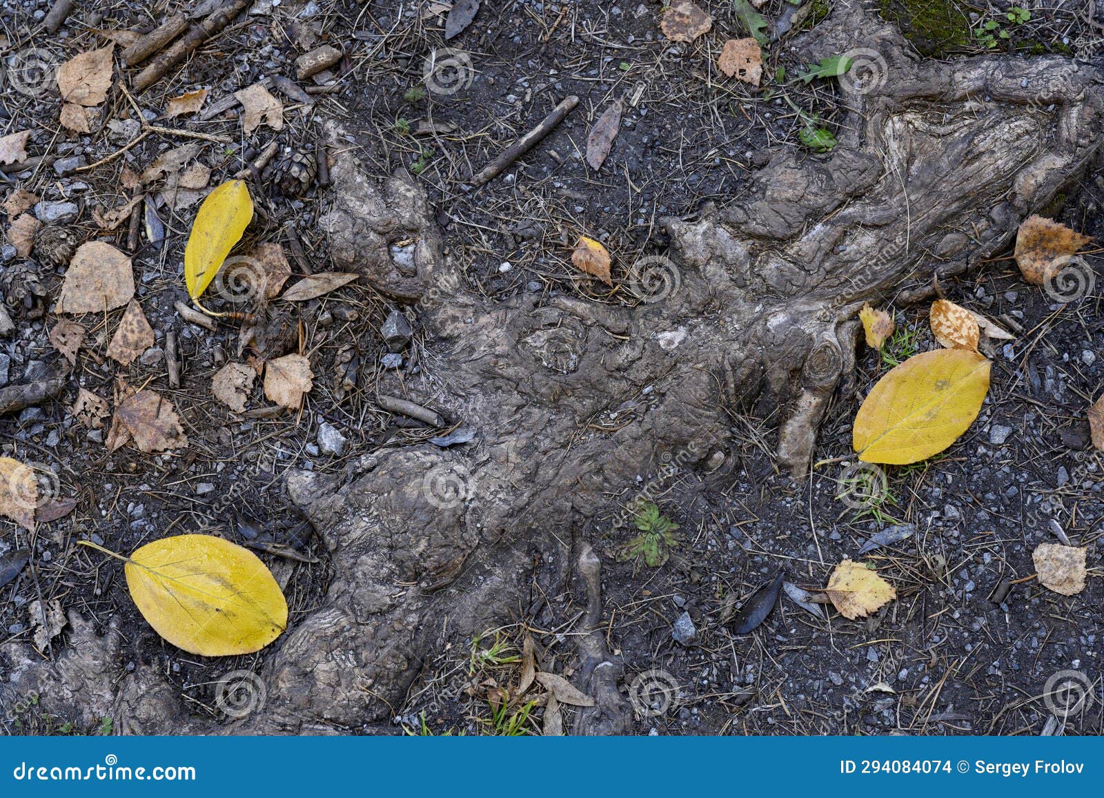 A Close-up View of the Tree Root and Fallen Leaves Around it in Autumn ...