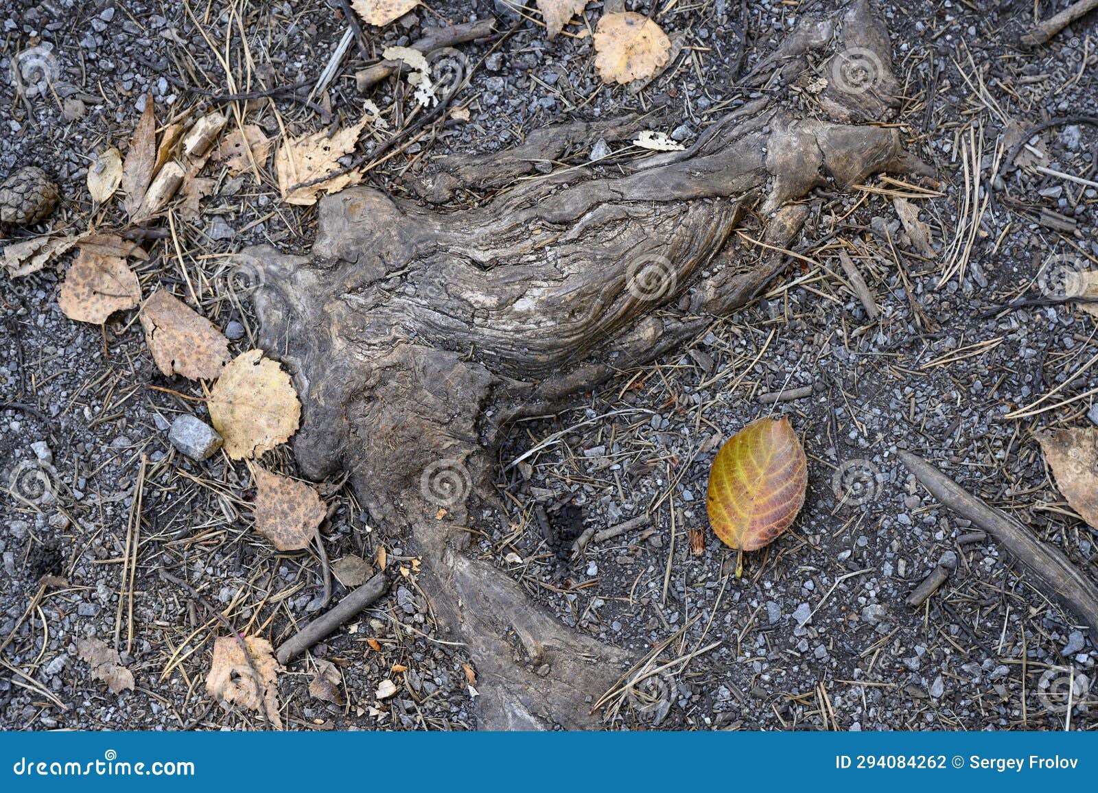 A Close-up View of the Tree Root and Fallen Leaves Around it in Autumn ...