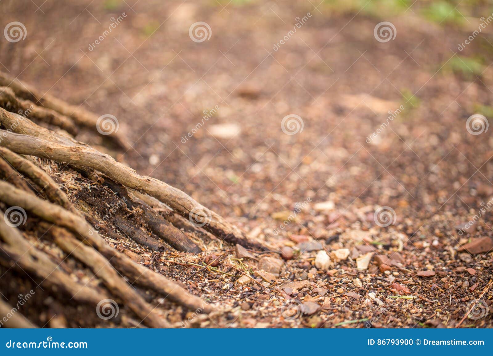 Close-up View of Tree Root in the Forest Stock Photo - Image of root ...