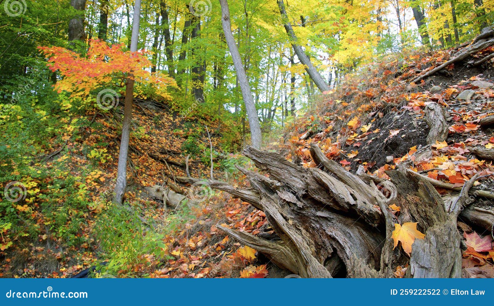 Close-up View of the Tree Root of the Maple Tree of the Forest in ...