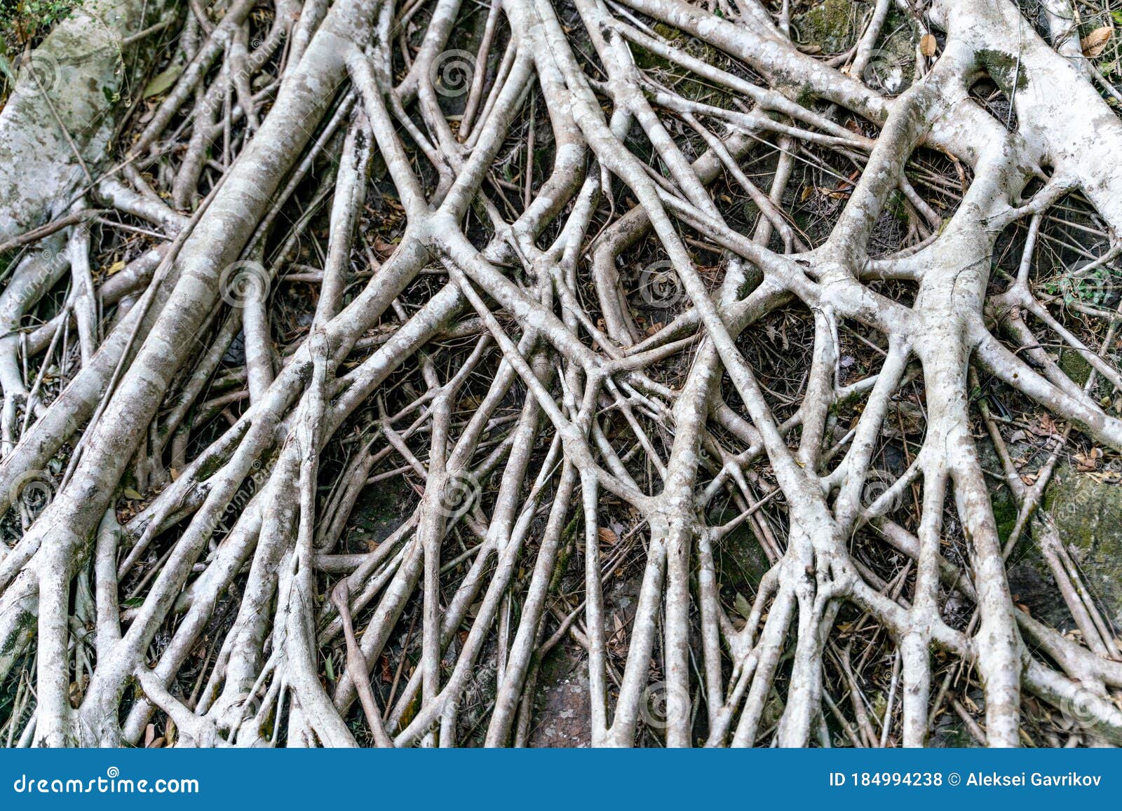 The Close-up View of Tree Roots Stock Photo - Image of root, rock ...