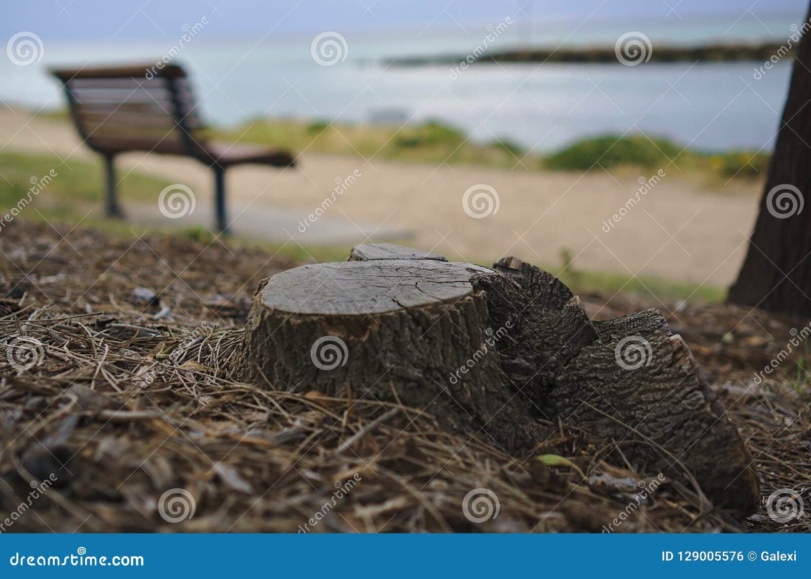 Tree Stump with Blurred Empty Bench Stock Photo - Image of outdoor ...