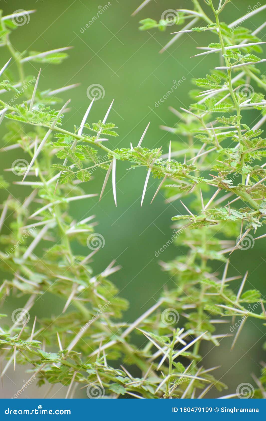 Close Up View of Tree Thorns Stock Image - Image of view, white: 180479109