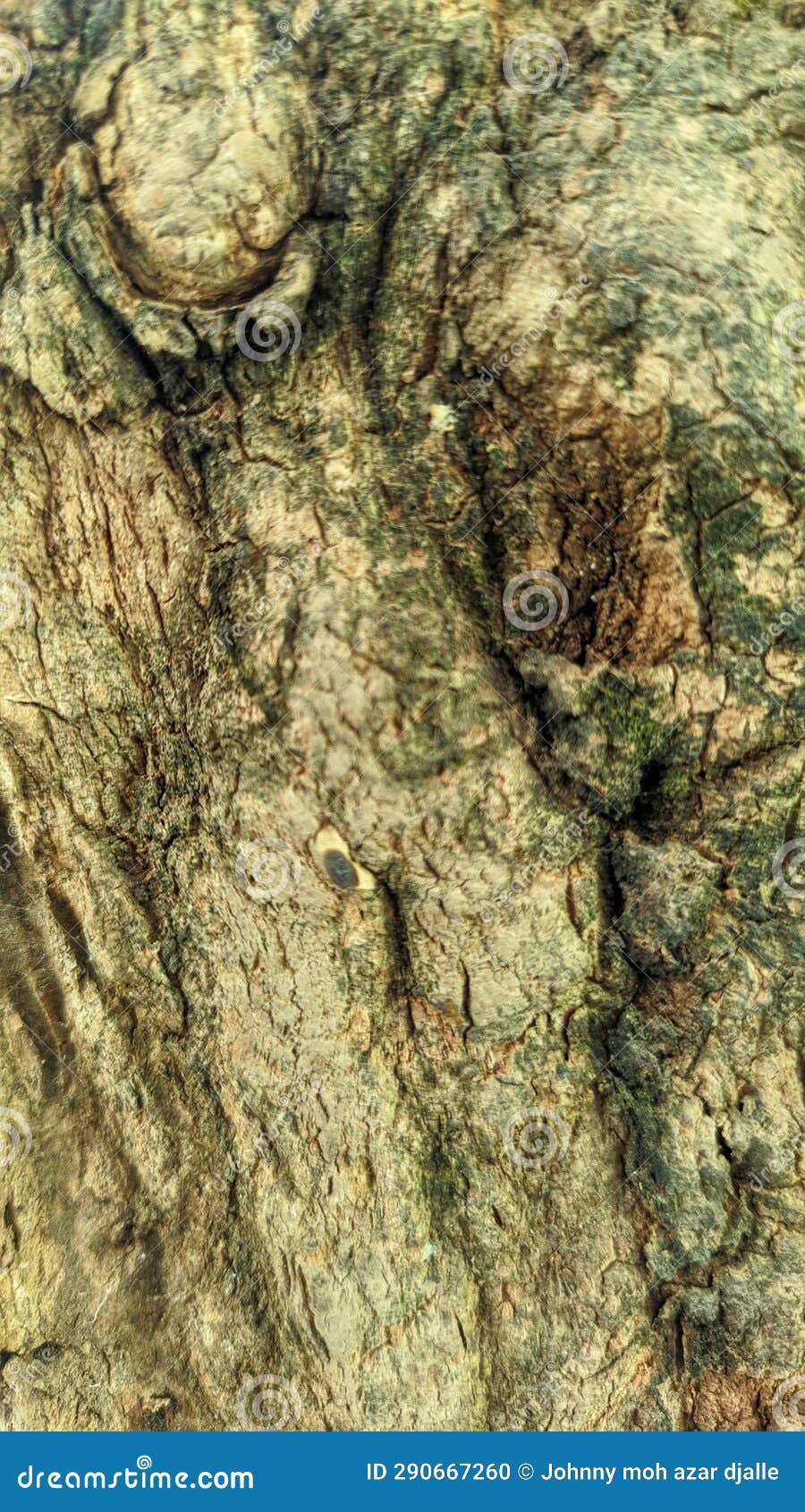 Close Up View of Tree Trunk Stock Photo - Image of produce, soil: 290667260