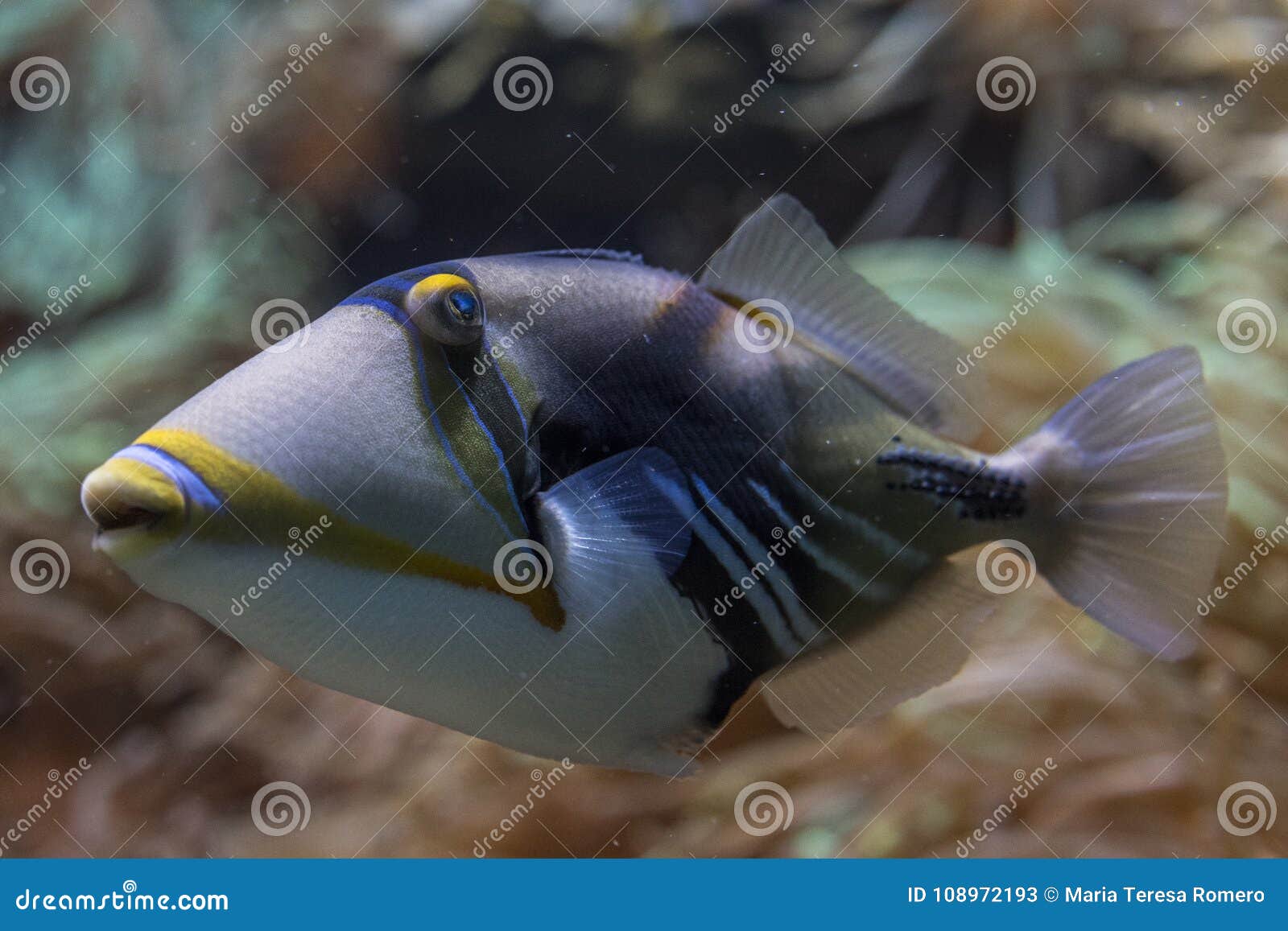 Close-up View of a Triggerfish on a Reef Stock Image - Image of diving ...