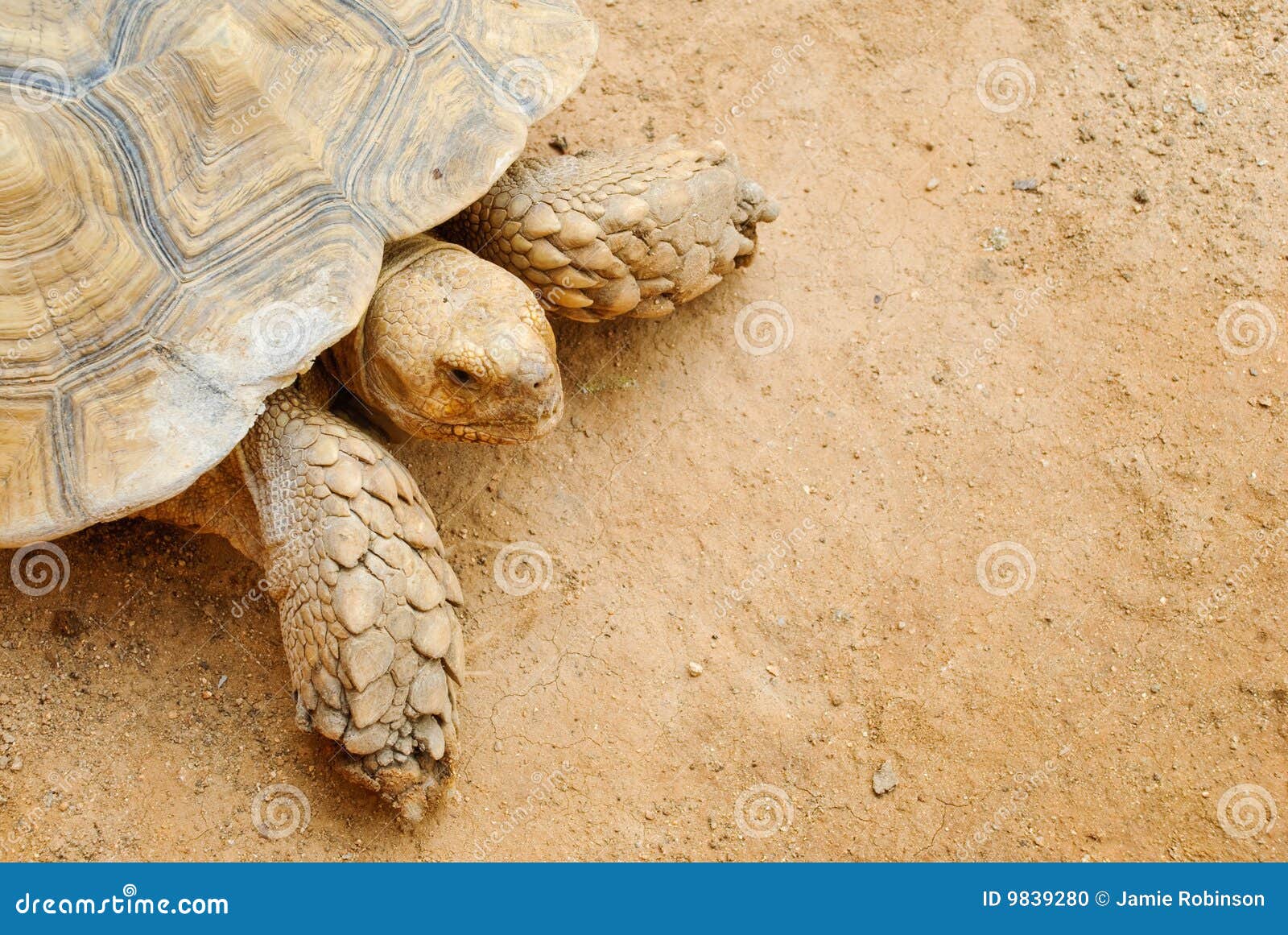 Close up view of turtle stock photo. Image of pacific - 9839280