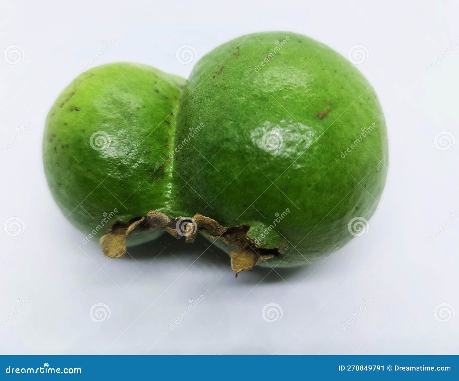 Close Up View of a Twin Guva Fruit Isolated in White Background Stock ...