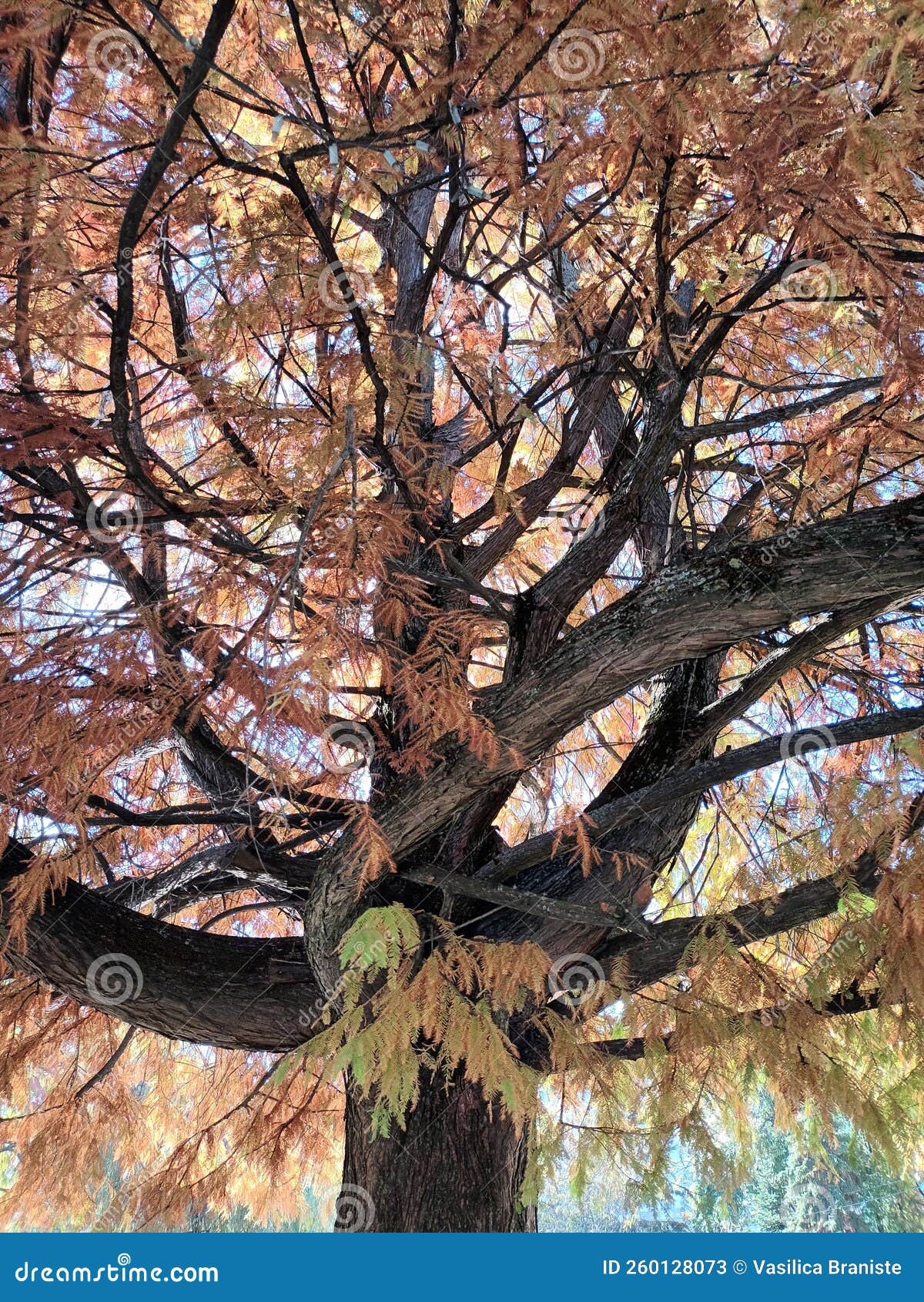Close-up View through the Twisted Branches of a Tree with Copper Leaves ...