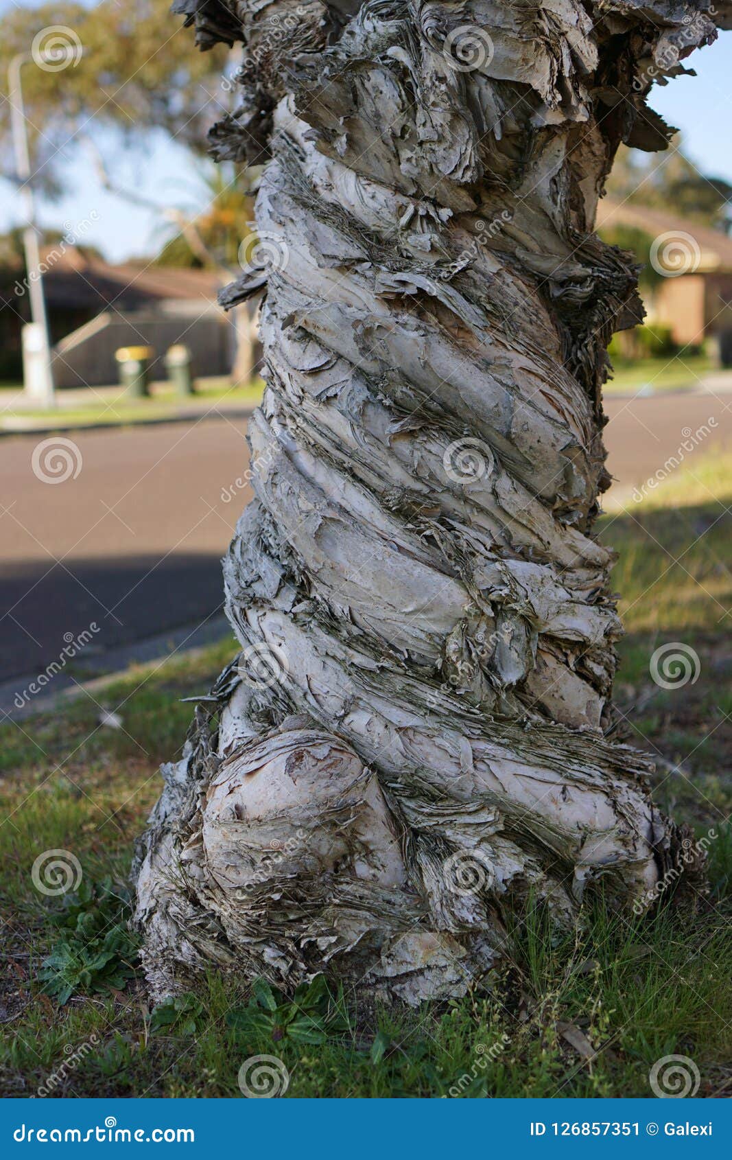 Tree Bark with Twisted Pattern Stock Image - Image of natural, woven ...