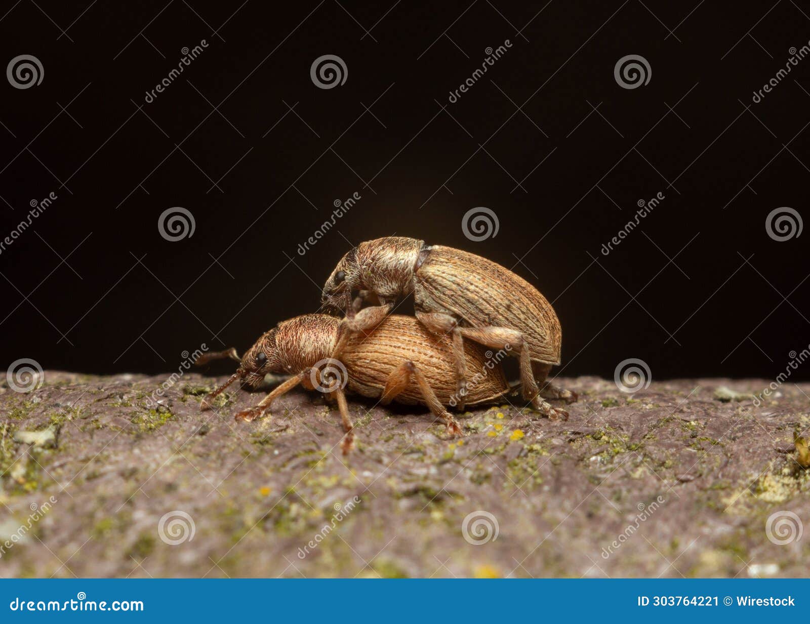 Close-up View of Two Small Weevil Insects in the Process of Mating ...