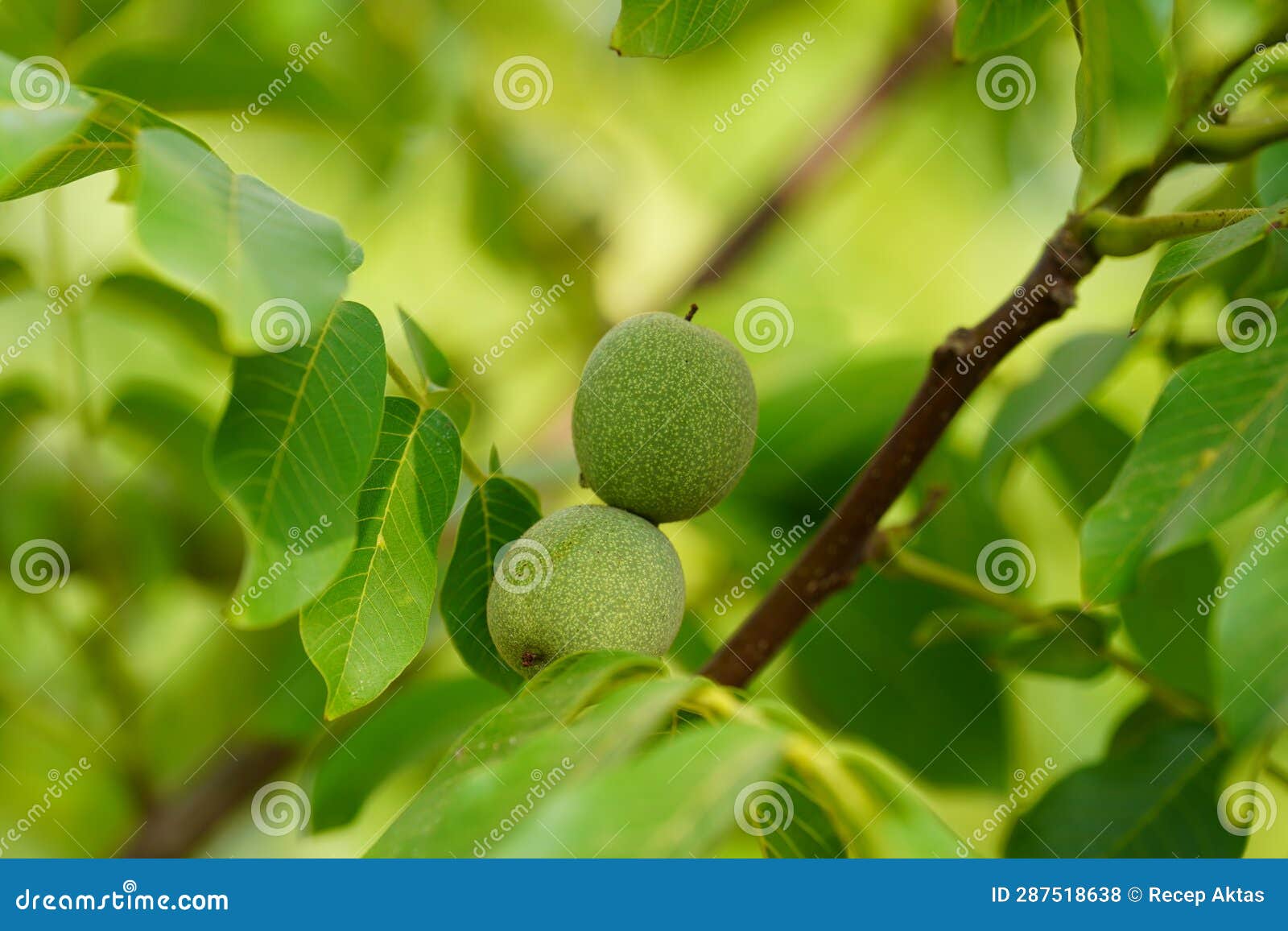 Close Up View of Two Walnuts in a Tree on Green Background. Stock Photo ...