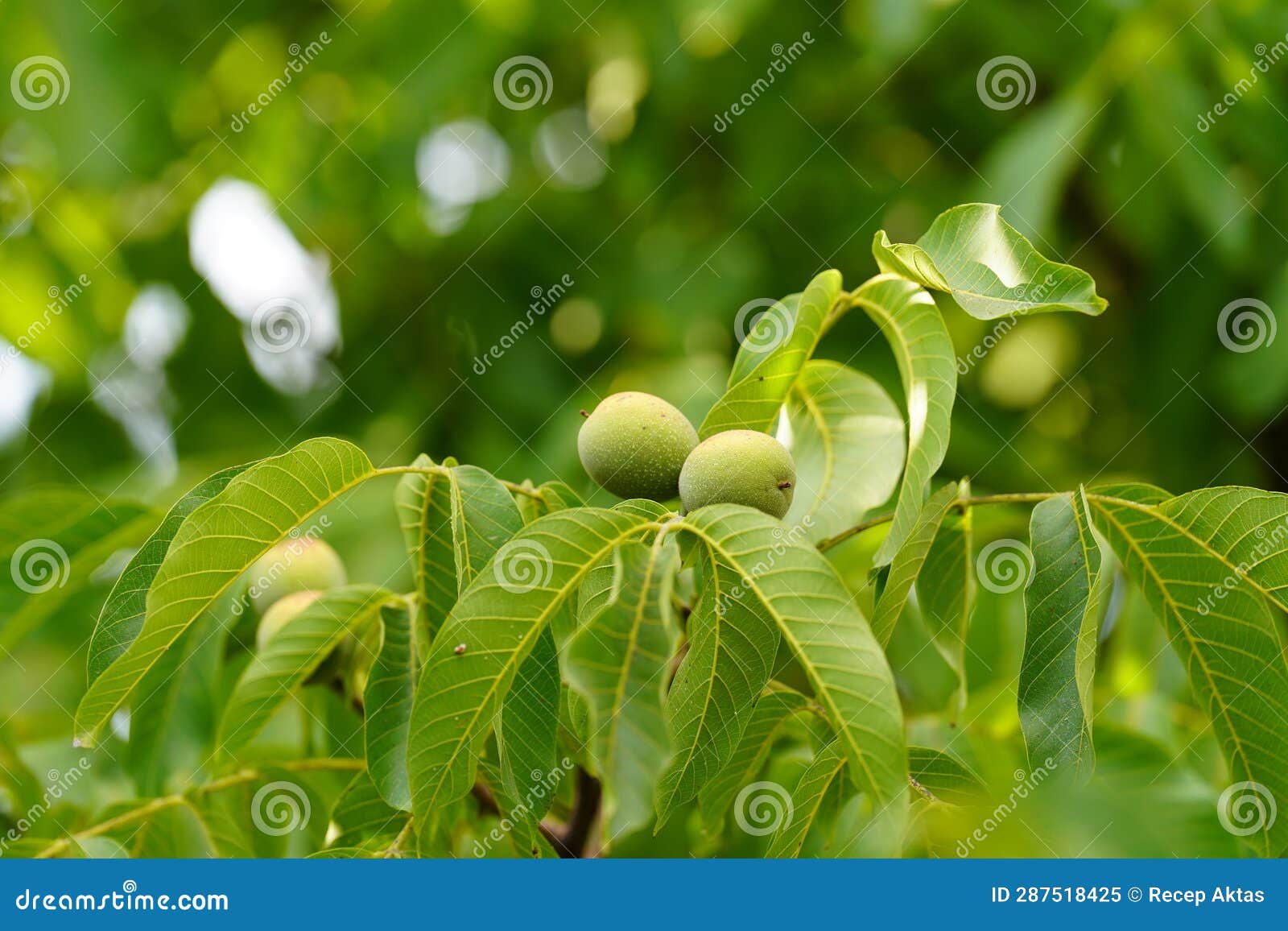 Close Up View of Two Walnuts in a Tree on Green Background. Stock Image ...