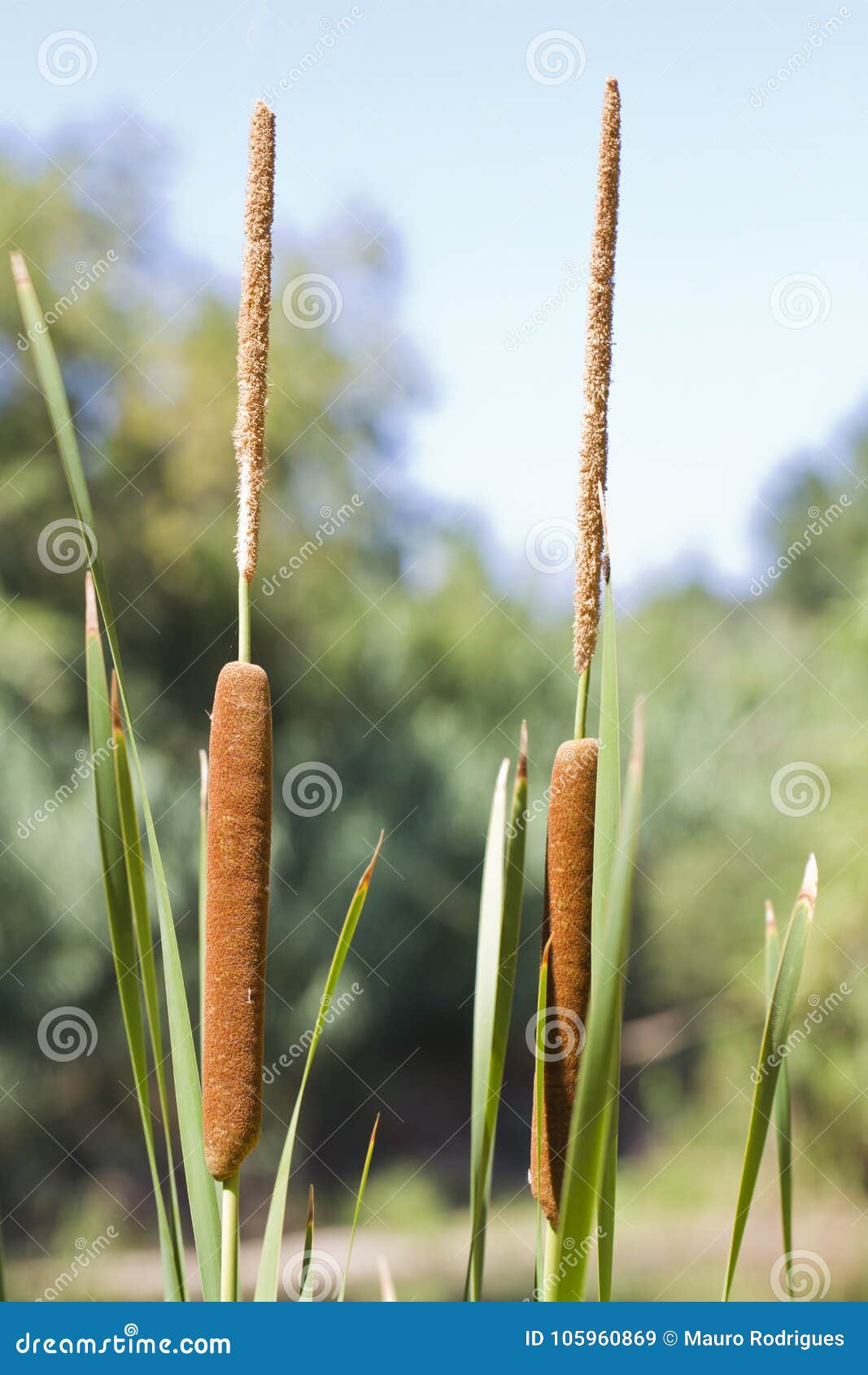 Typha Plant At The Edge Of The Pond Of The Japanese Mukojima-Hyakkaen ...