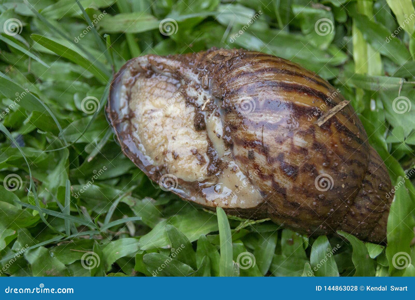 A Giant Snail stock photo. Image of dirt, daylight, smooth - 144863028