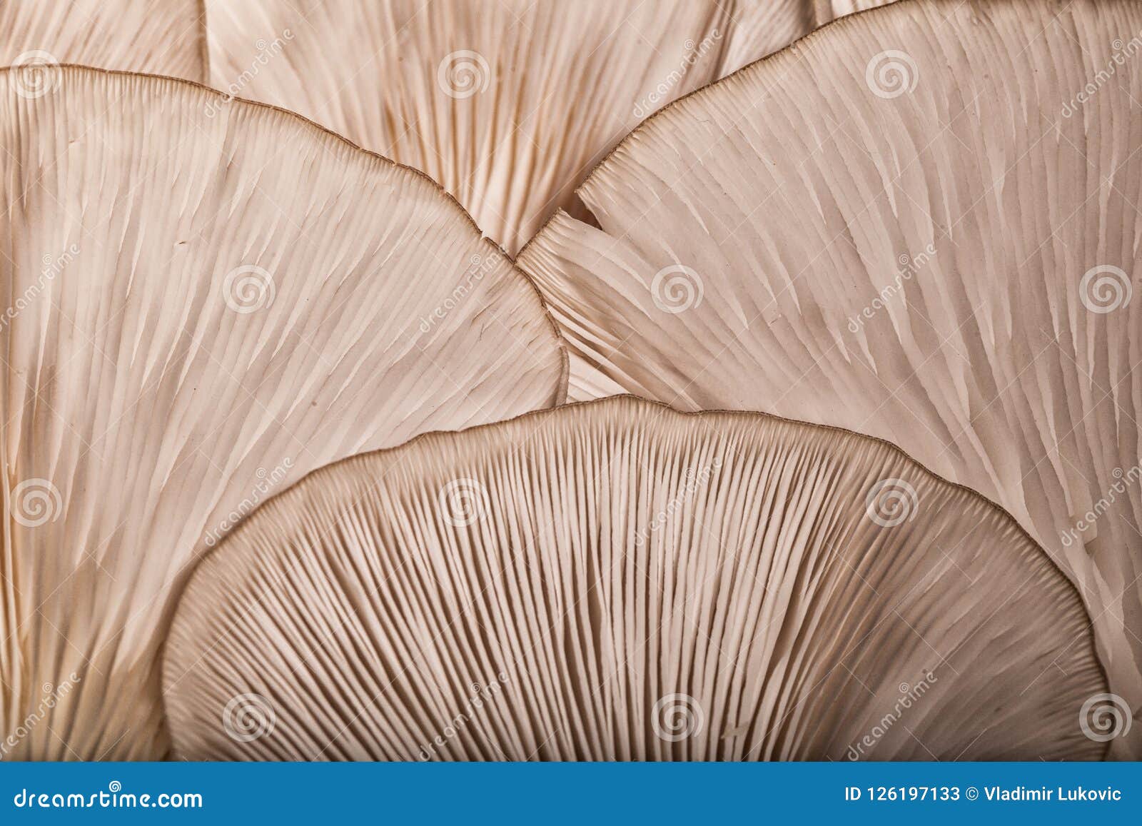 Patterns on a mushroom stock image. Image of animal - 126197133