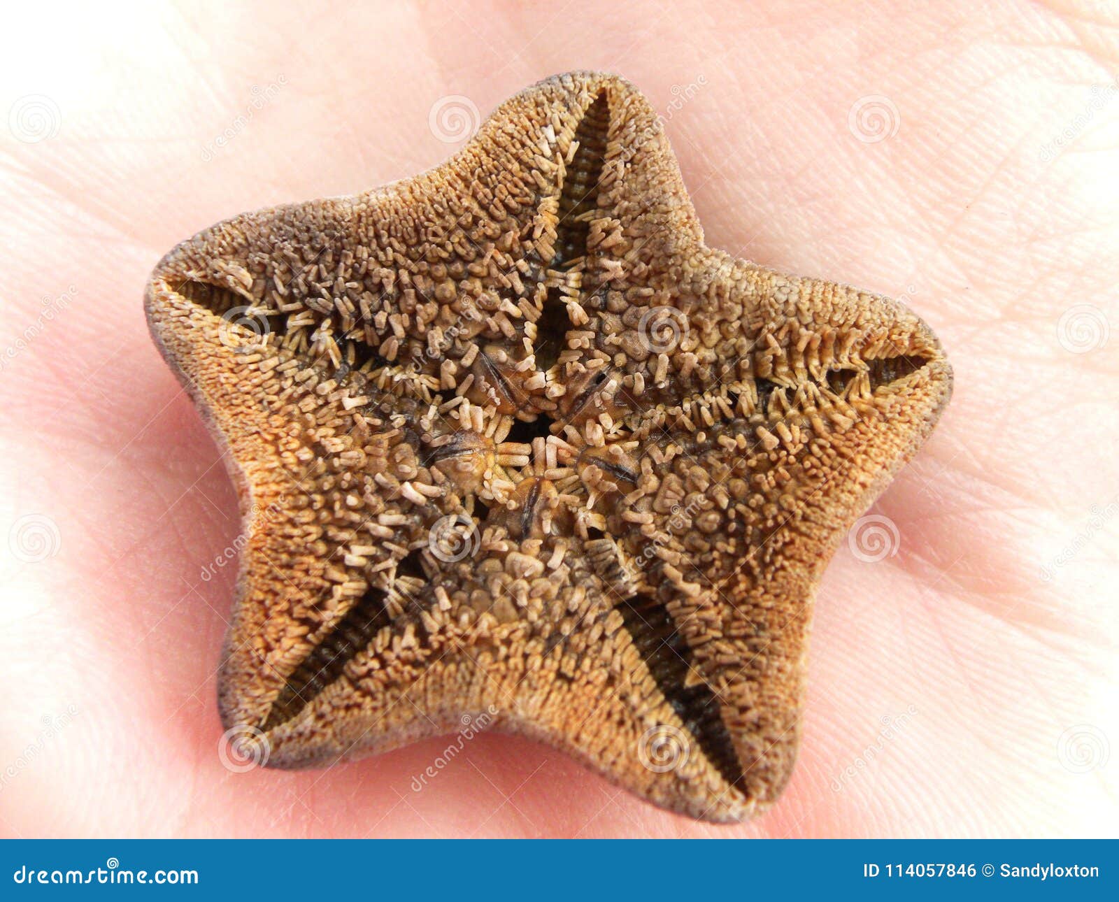 Cushion starfish stock photo. Image of pools, feeders - 114057846