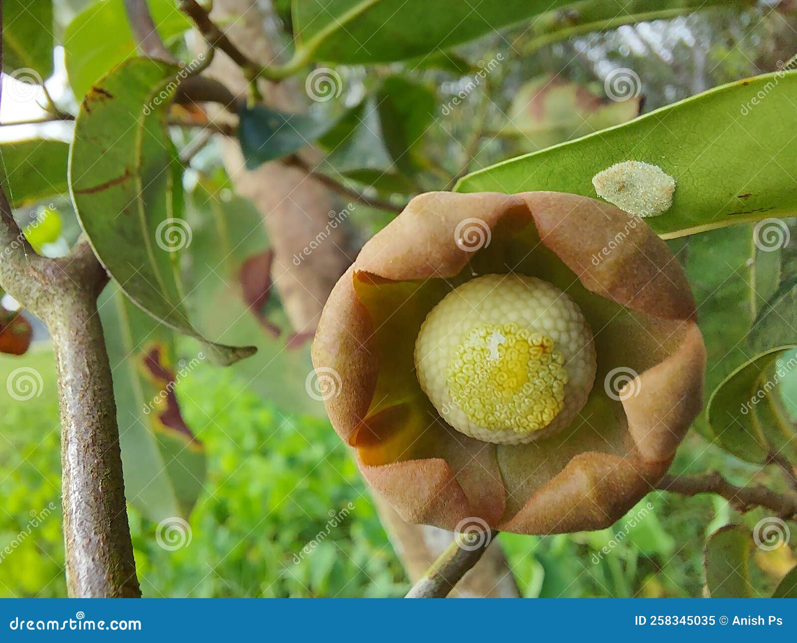 Narum Stock Photos - Free & Royalty-Free Stock Photos from Dreamstime