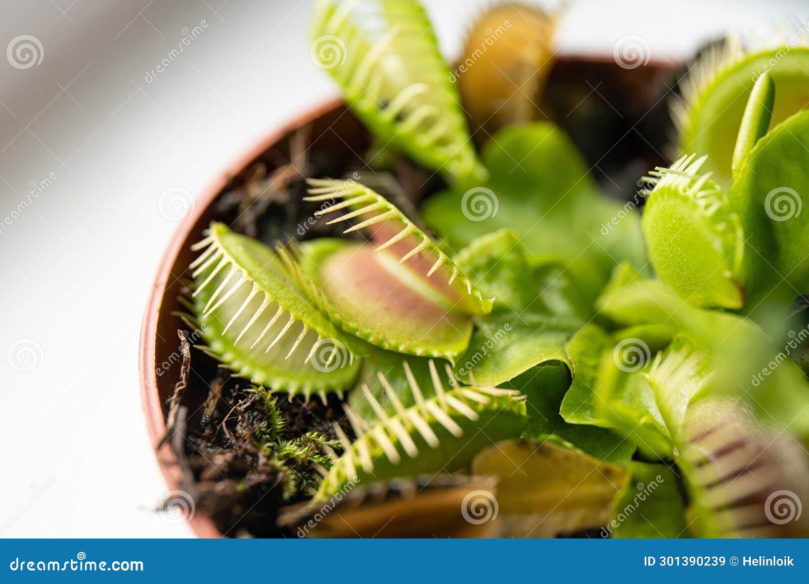 Close Up Of Venus Flytrap, Dionaea Muscipula Growing In Glass Terrarium ...