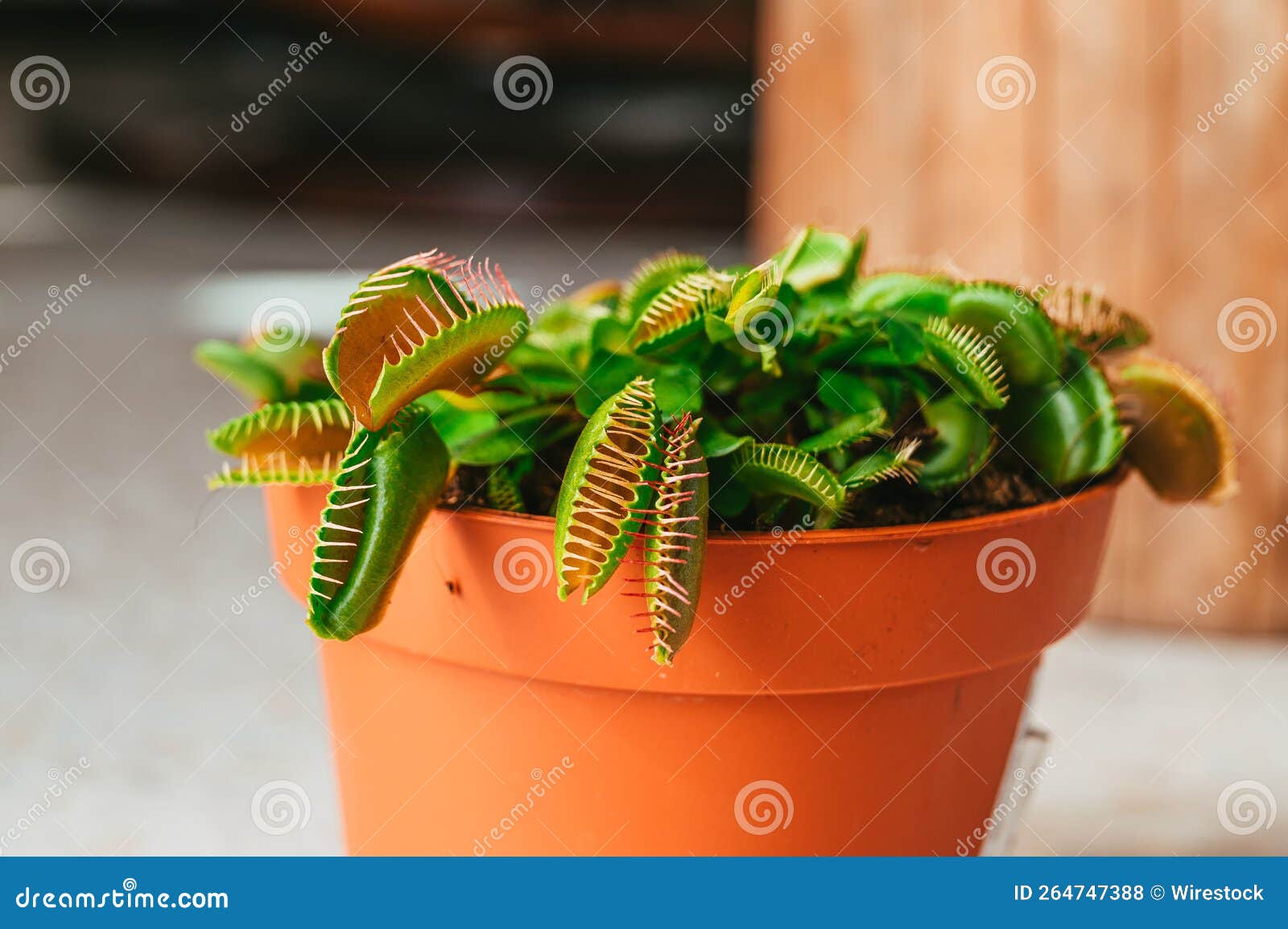 Close-up View of a Venus Flytrap Plant in a Flowerpot Stock Photo ...