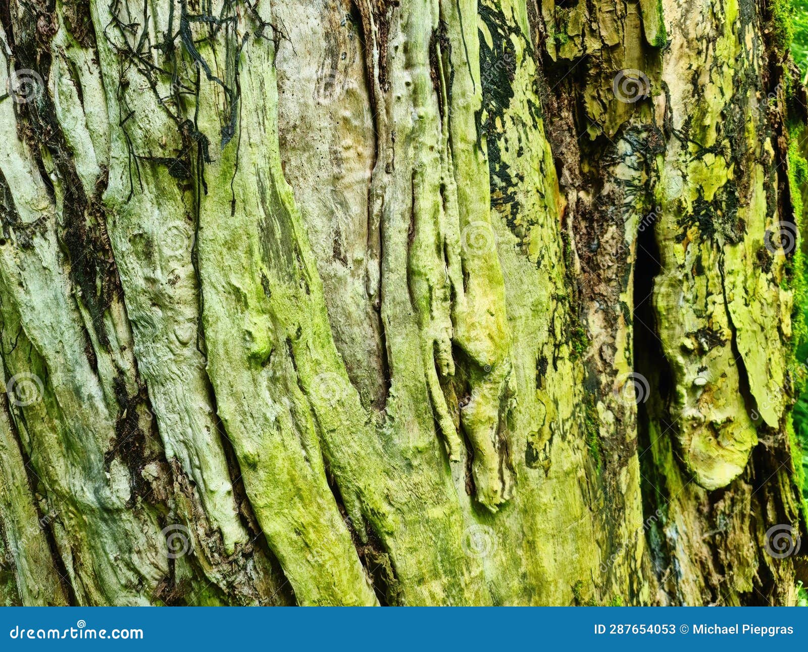 Close Up at Very Detailed Tree Bark Texture in High Resolution Stock ...