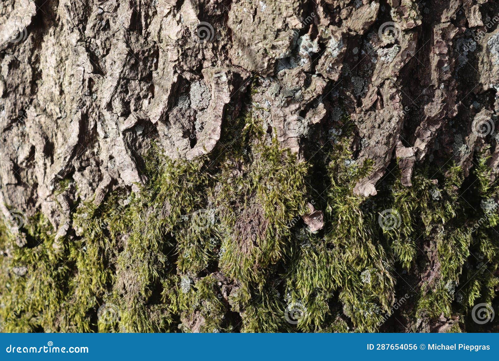 Close Up at Very Detailed Tree Bark Texture in High Resolution Stock ...