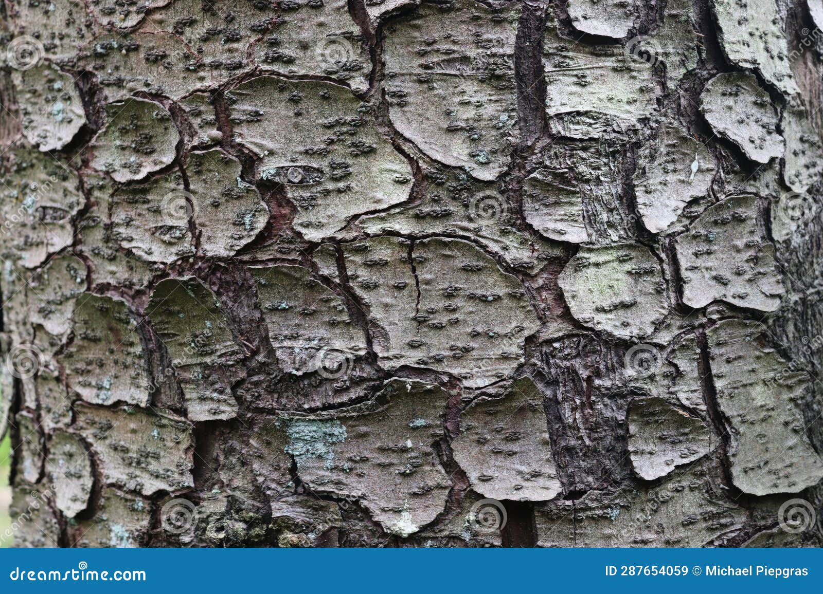 Close Up at Very Detailed Tree Bark Texture in High Resolution Stock ...