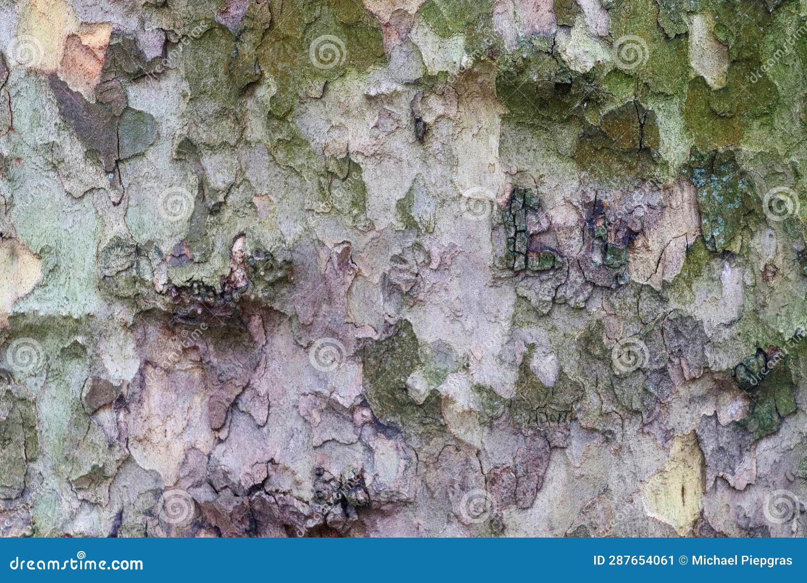 Close Up at Very Detailed Tree Bark Texture in High Resolution Stock ...