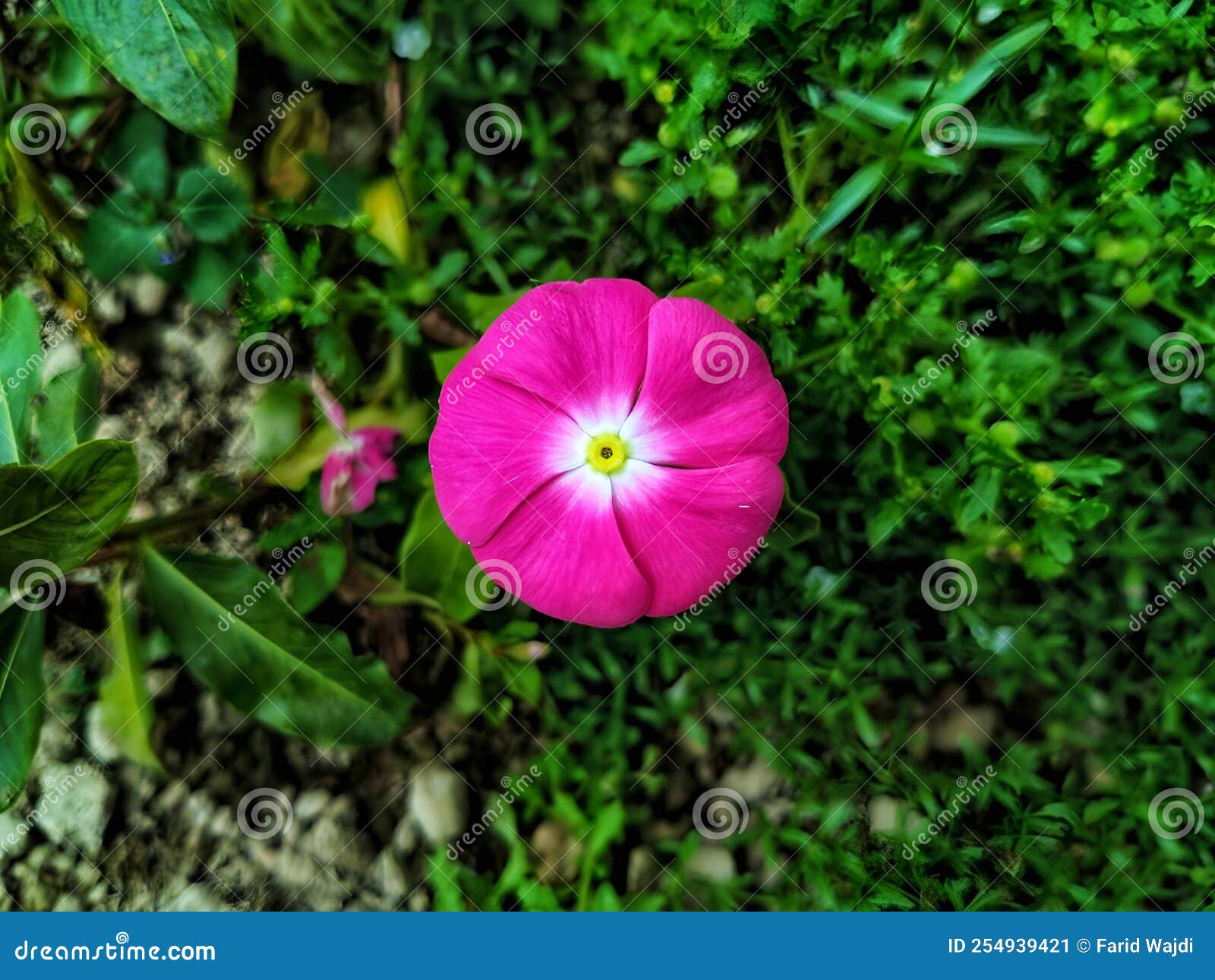 Close Up View of Vinca Flower Stock Image - Image of plants, yellow ...