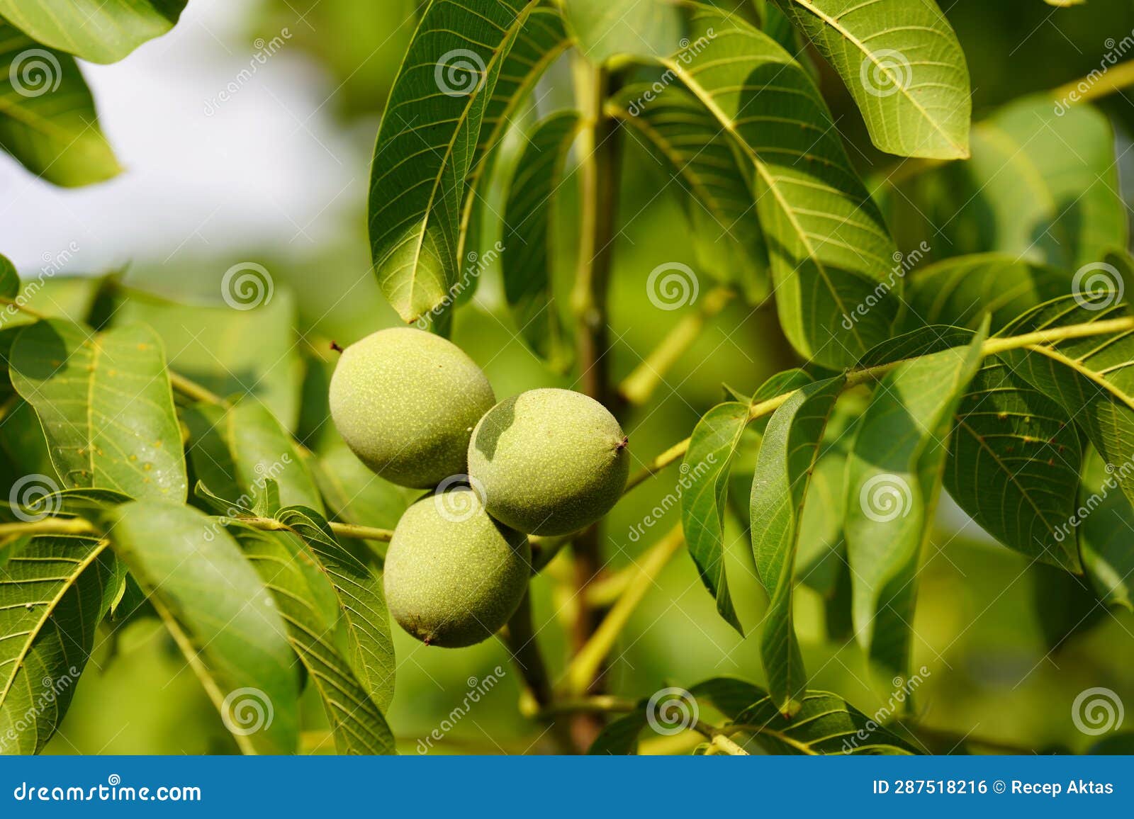 Close Up View of Walnuts in a Tree on Green Background. Stock Photo ...