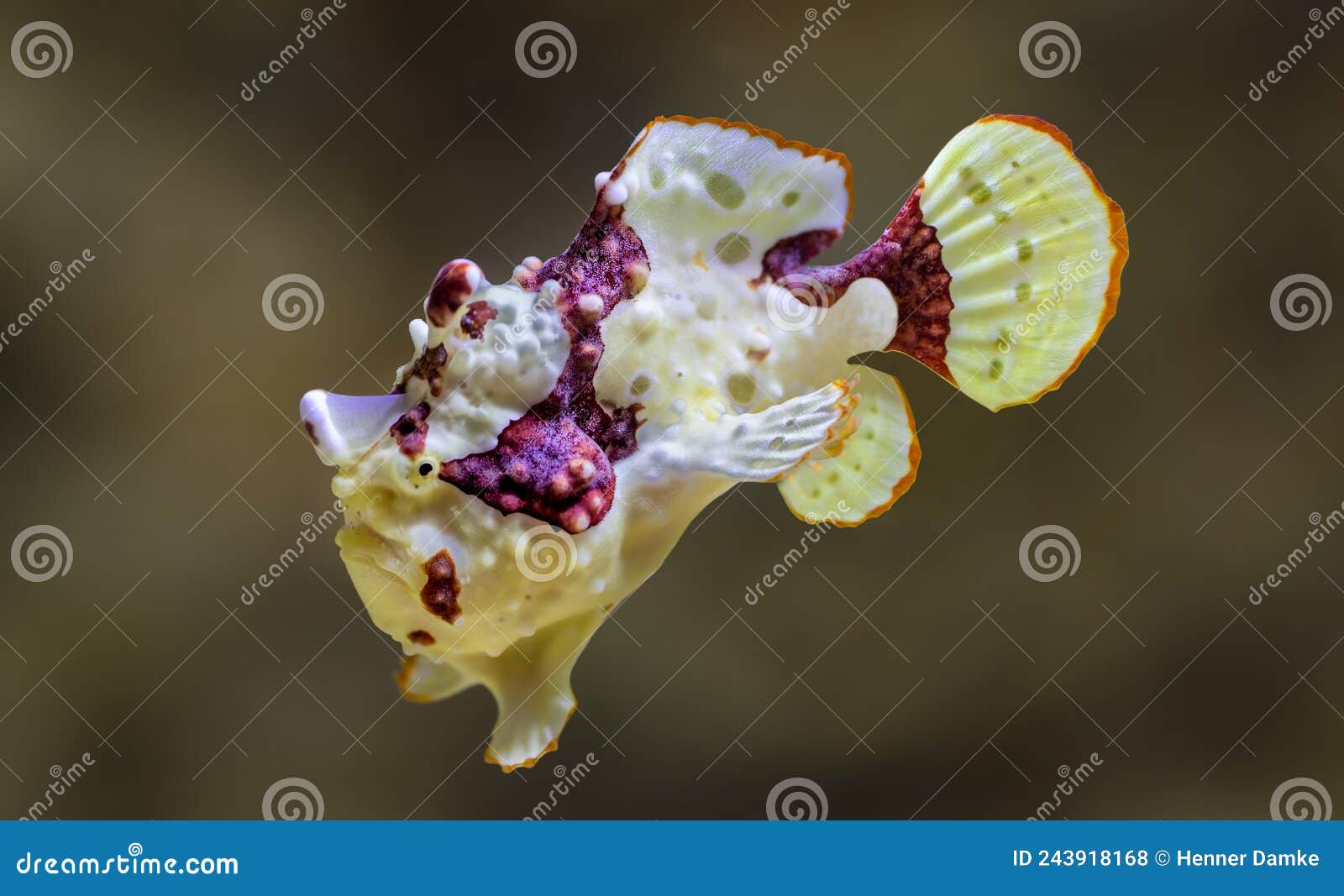 Close-up View of a Warty Frogfish Stock Photo - Image of coral, aquatic ...