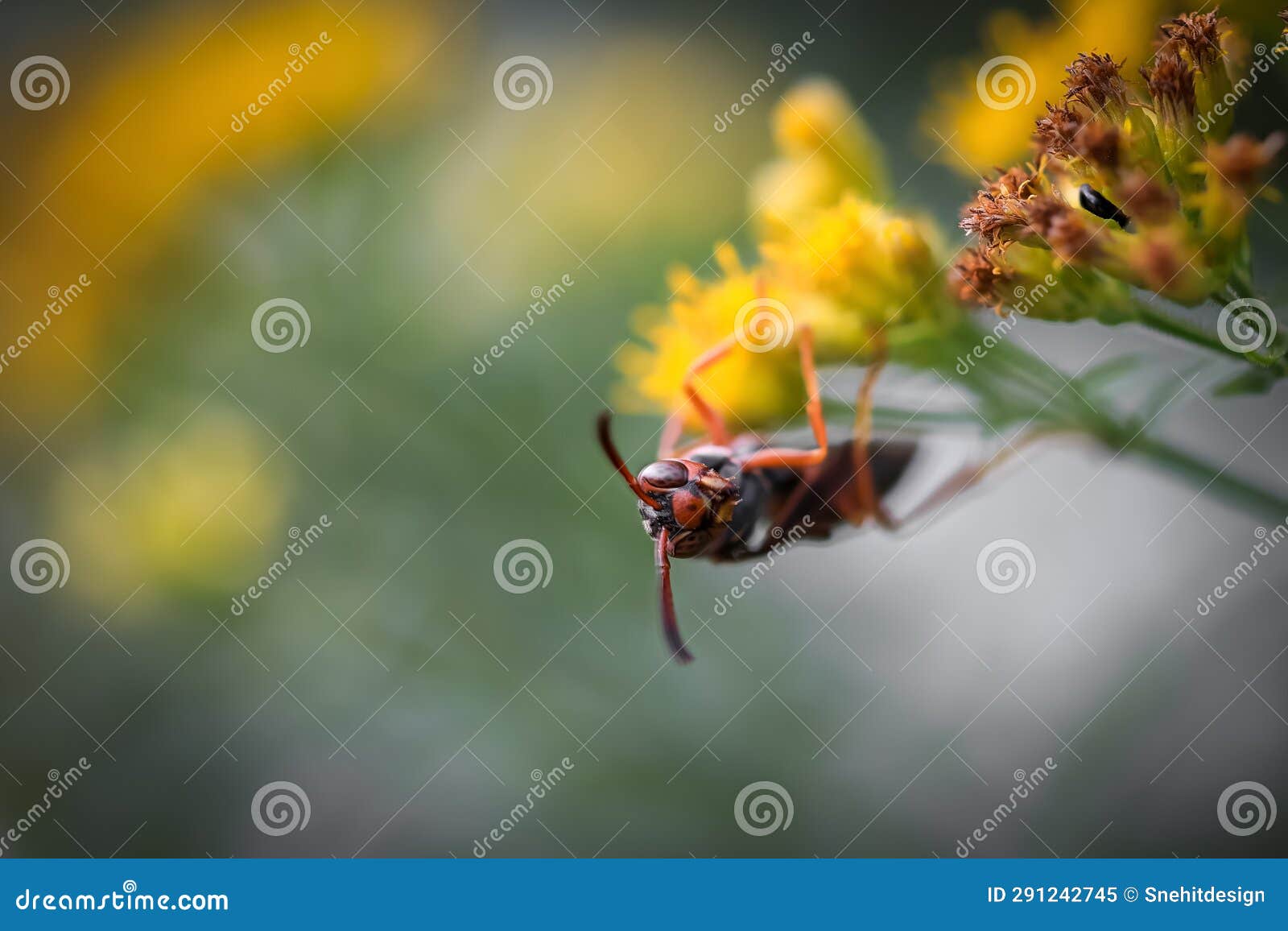 Close Up View of Wasp on a Flower Stock Image - Image of sting, nectar: 291242745
