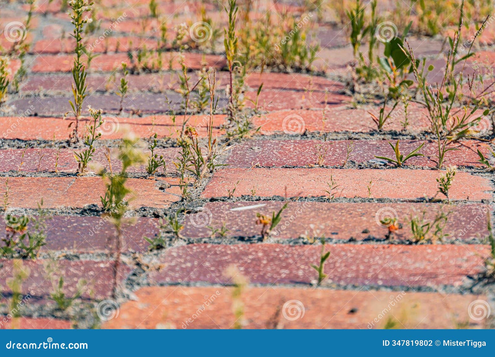 Close-up View of a Weathered Brick Path with Grown Plants, Moss or ...