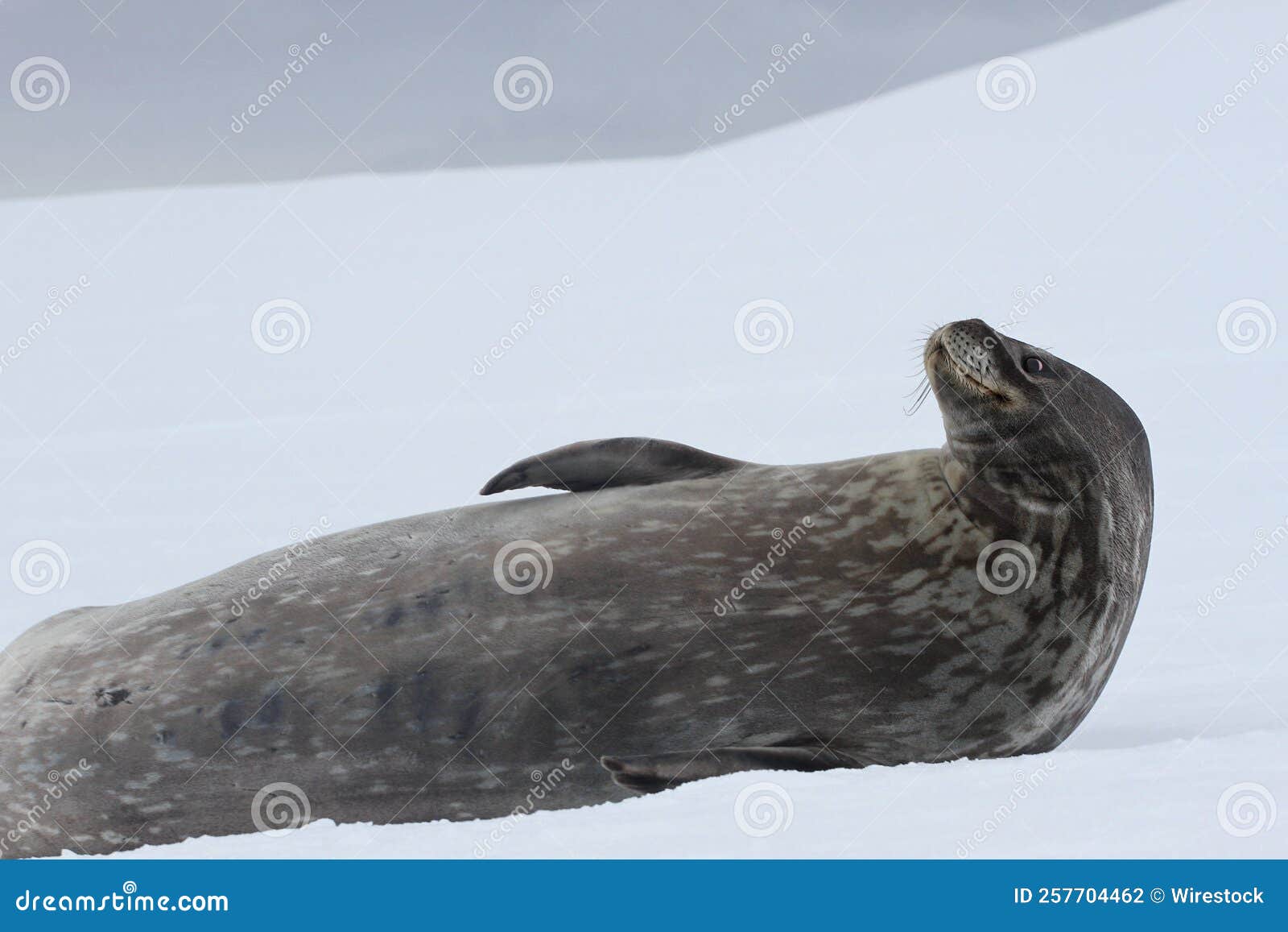 Close-up View of a Weddel Seal Laying on the Snow Stock Photo - Image ...